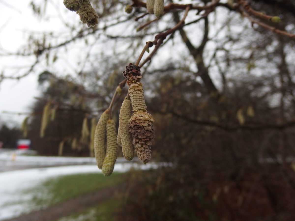 Hazelaar met – Stadsplanten: urbane flora van Nederland