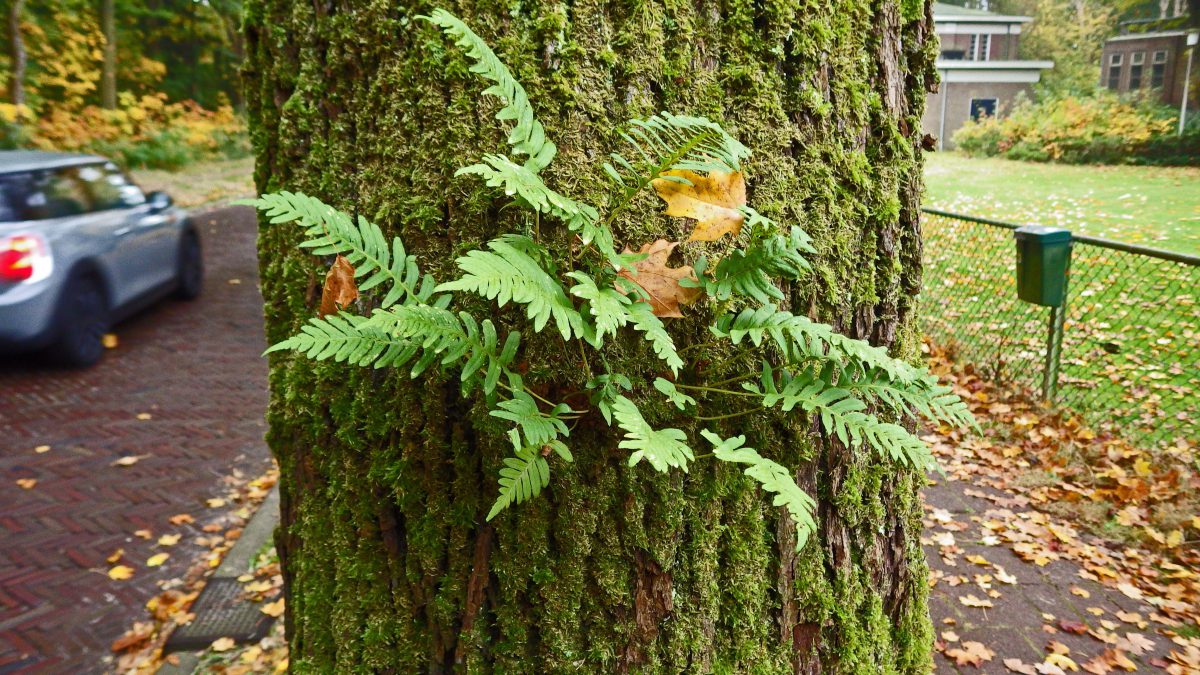 Planten op bomen: epifyten of terrestrisch? – Plantenbakken op hoogte ...