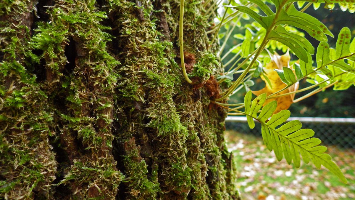 Planten op bomen: epifyten of terrestrisch? – Plantenbakken op hoogte ...