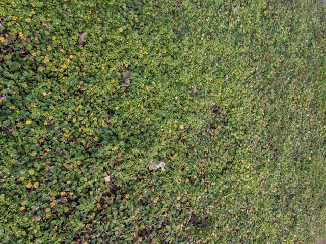 Het grasveld is een slagveld. – Stadsplanten: urbane flora van Nederland