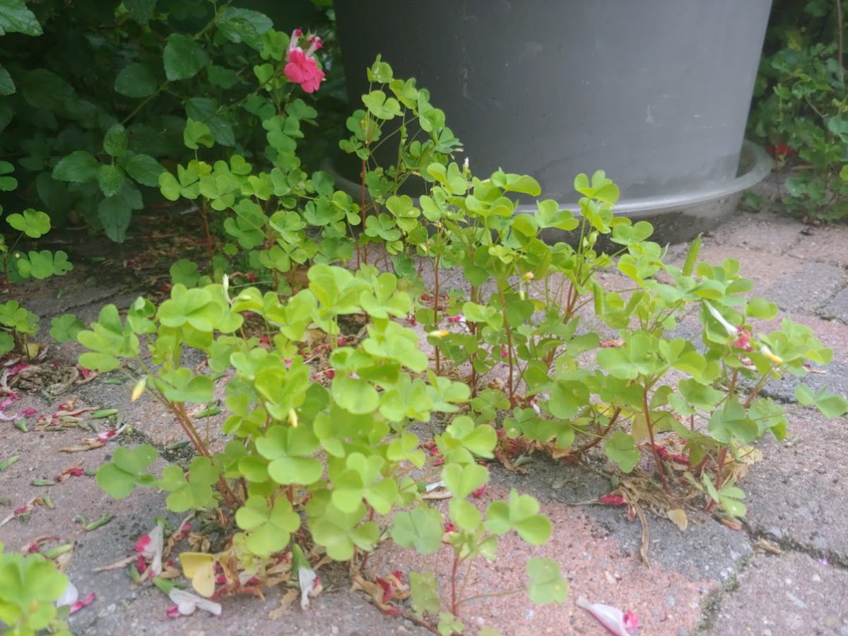 De wilde tuin – Stadsplanten: urbane flora van Nederland