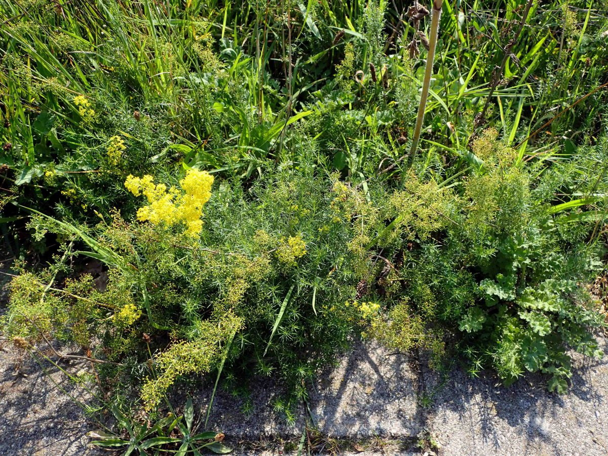 Geel walstro – geschikt voor de bereiding van kaas of gebruik in de ...