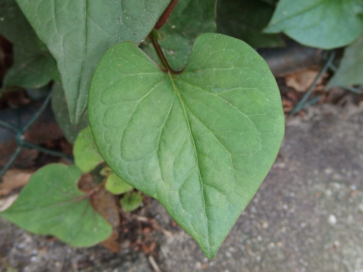 Buitenbeentje moerasanemoon – Stadsplanten: urbane flora van Nederland