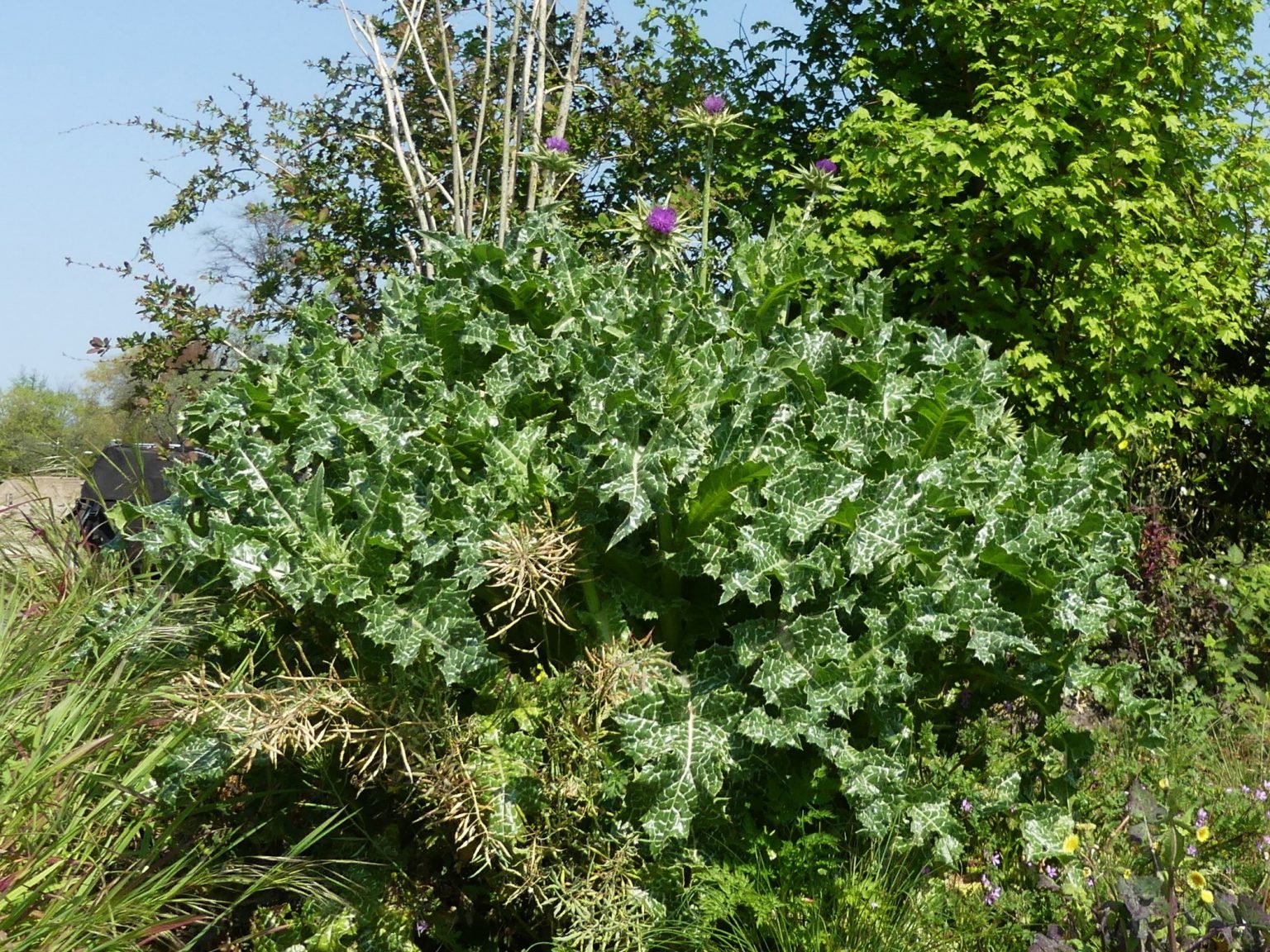 Mariadistel – Stadsplanten: urbane flora van Nederland