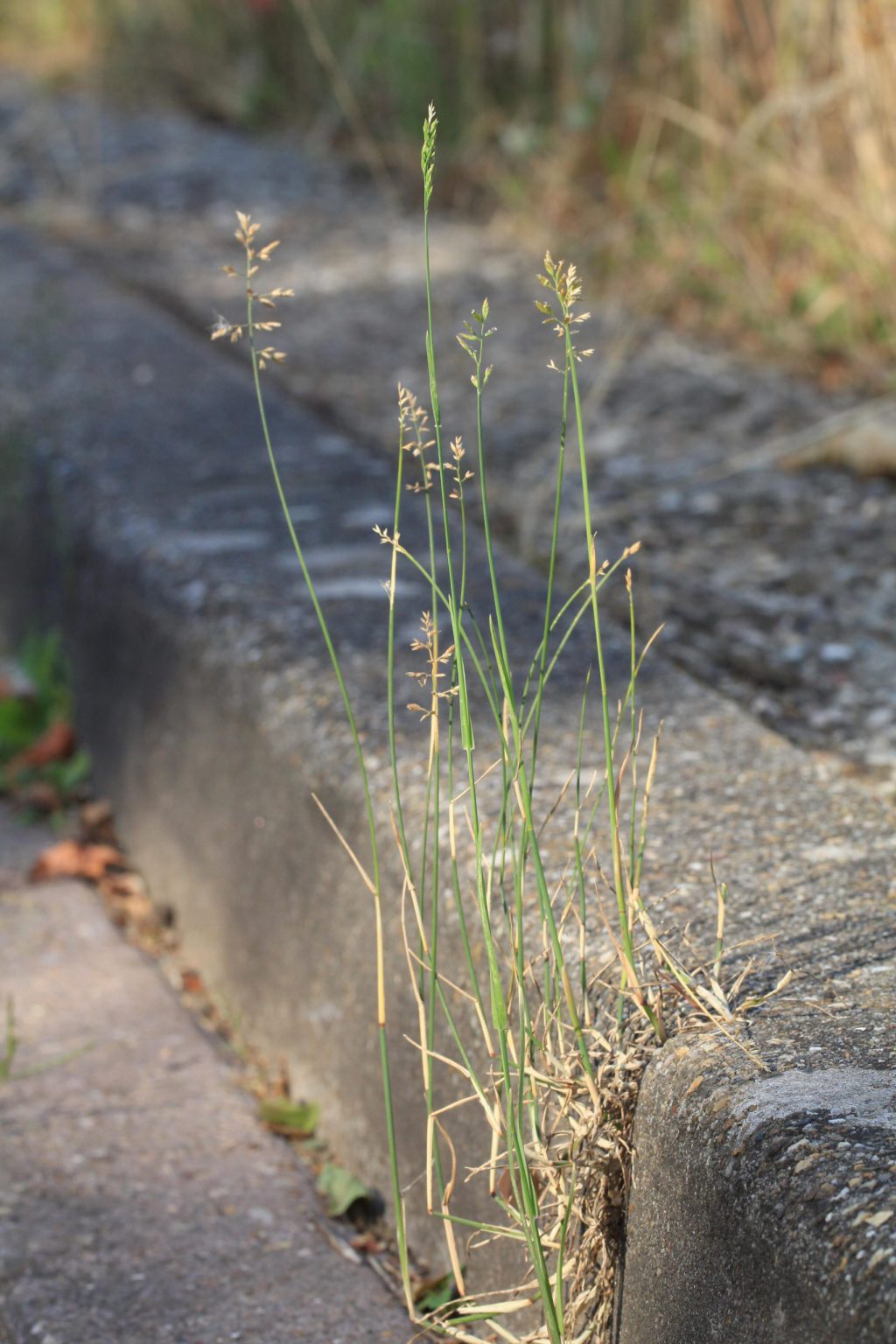 Plat maar toch niet in de beemd – Stadsplanten: urbane flora van Nederland