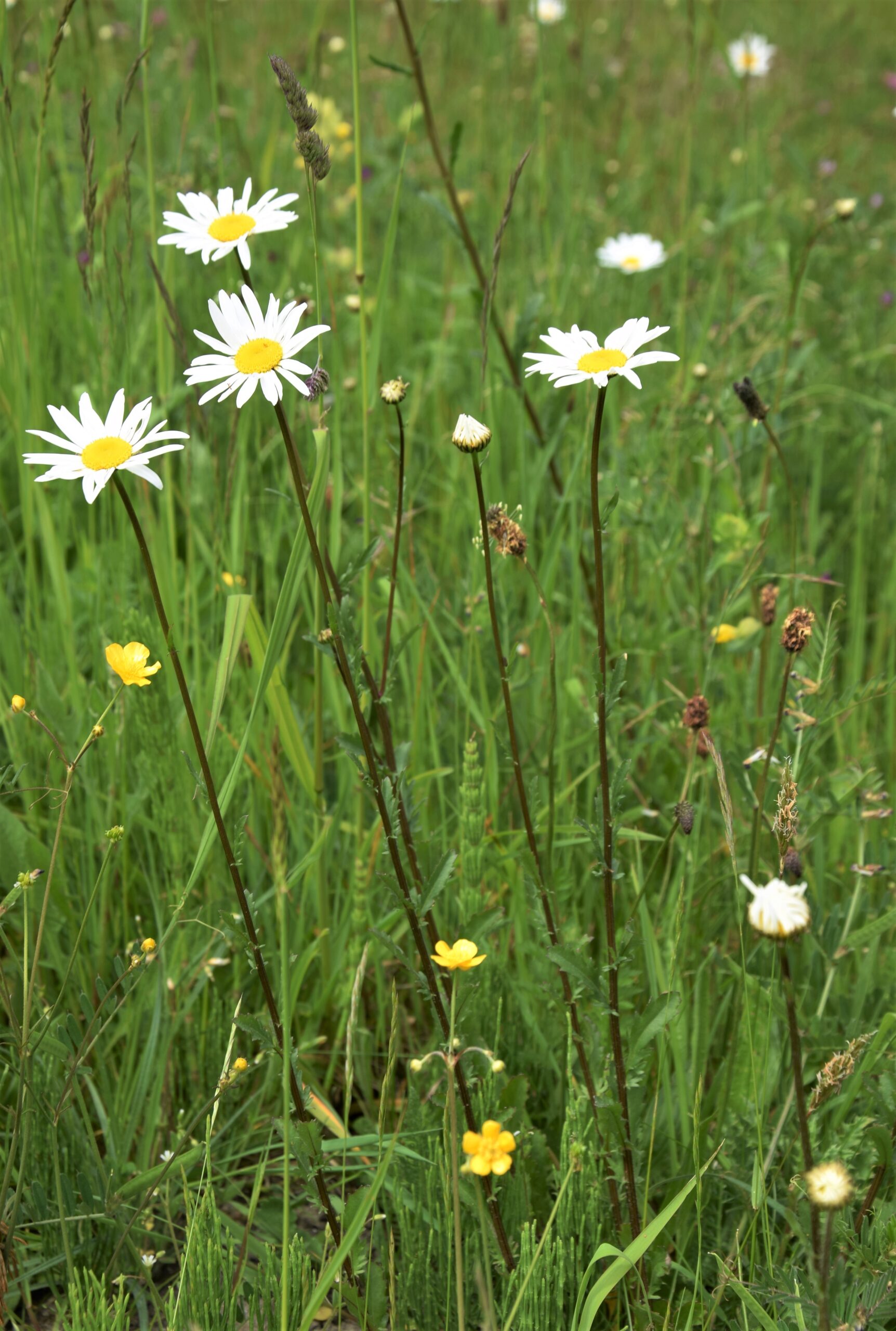 Hoe gewoon is de Gewone margriet nog? - Stadsplanten