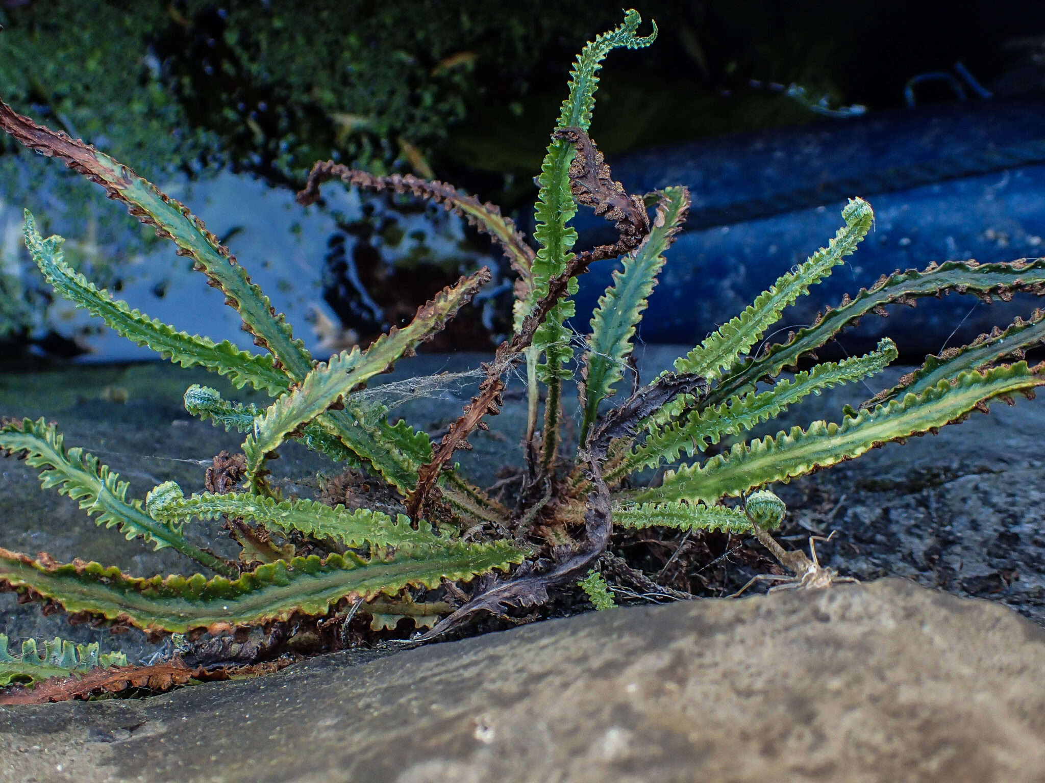 Groene tongen op de muur. – Stadsplanten: urbane flora van Nederland