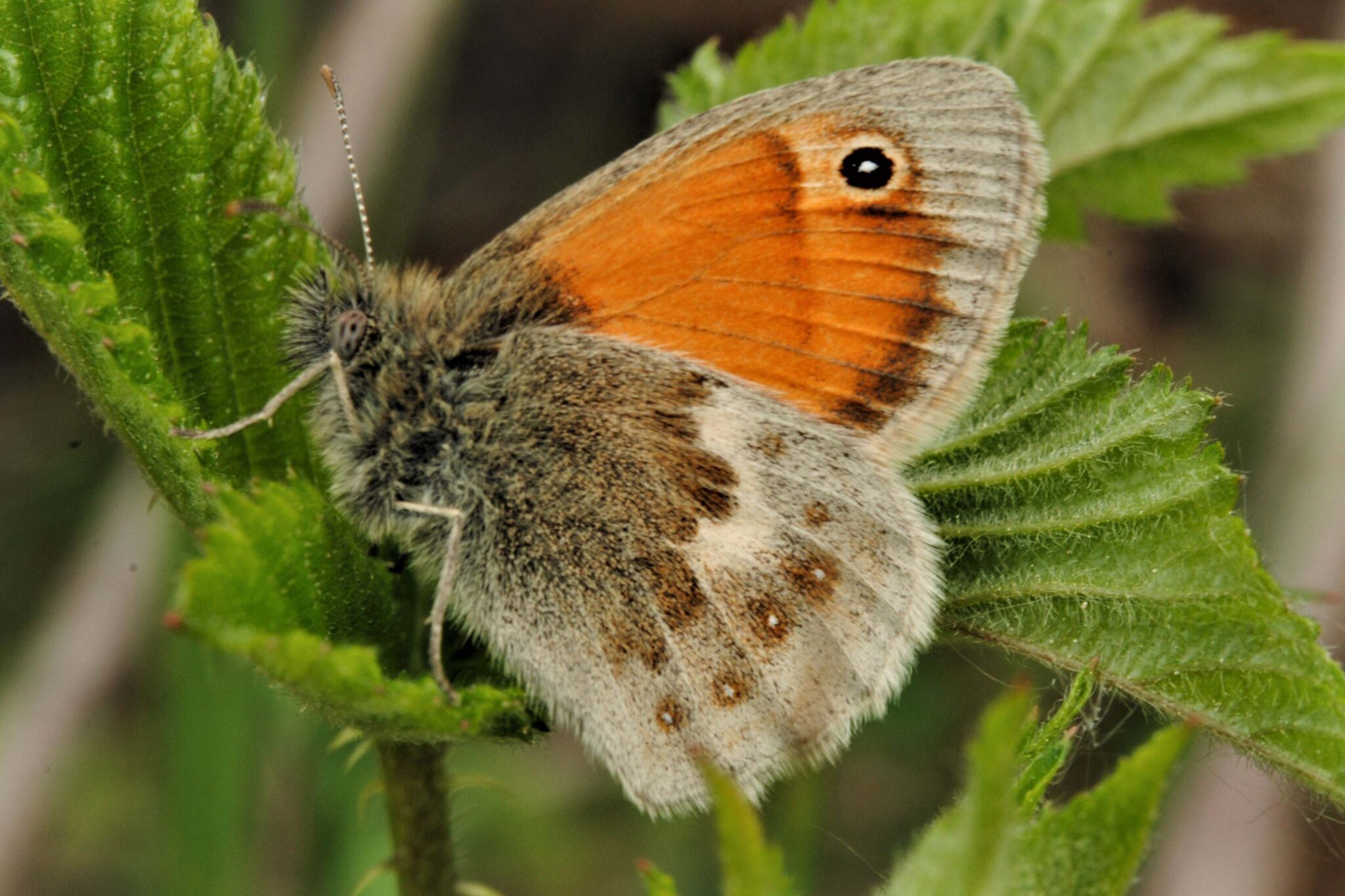 Reukgras – wat heeft dat met kaneel te maken? – Stadsplanten: urbane ...