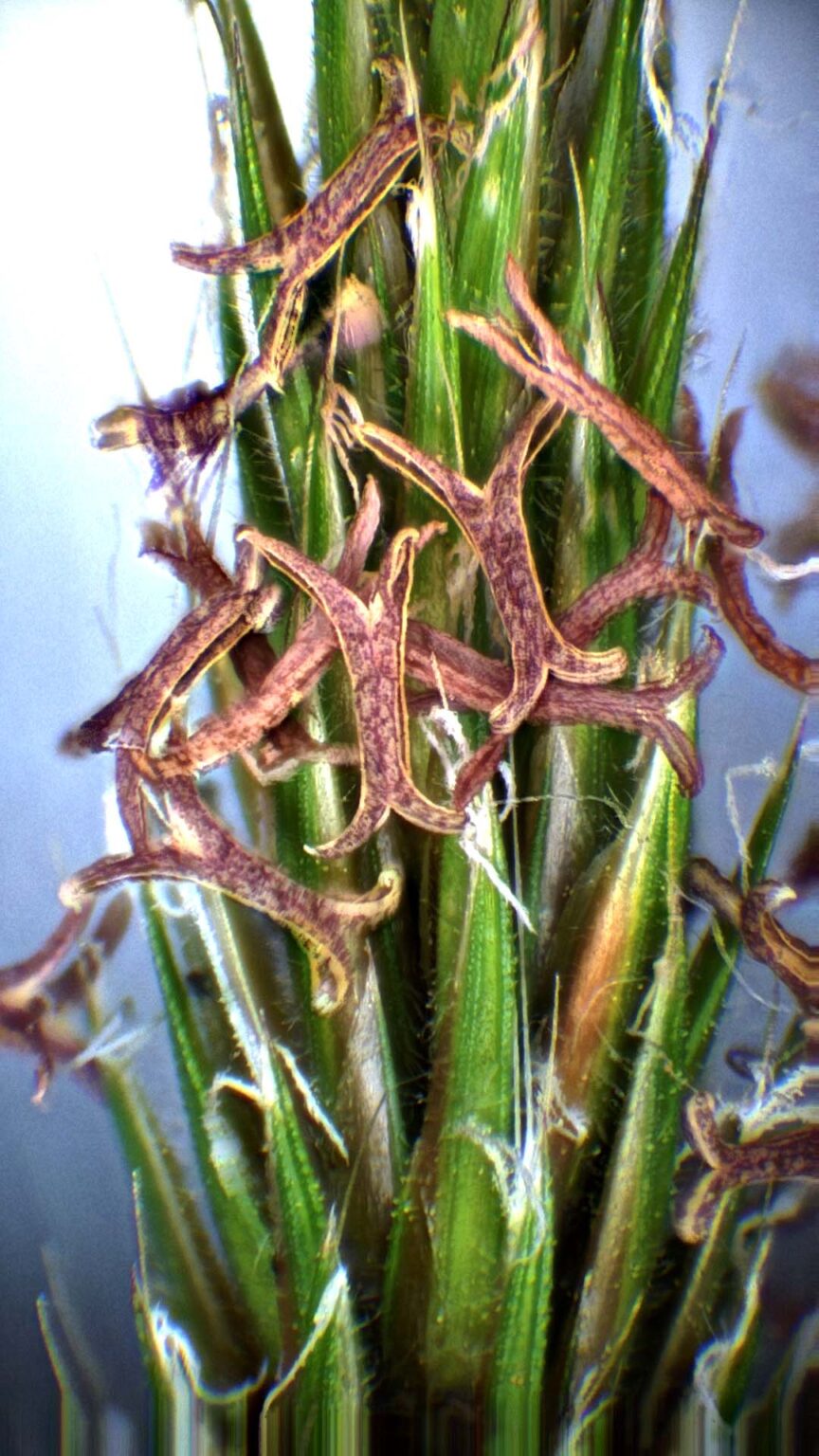 Reukgras – wat heeft dat met kaneel te maken? – Stadsplanten: urbane ...