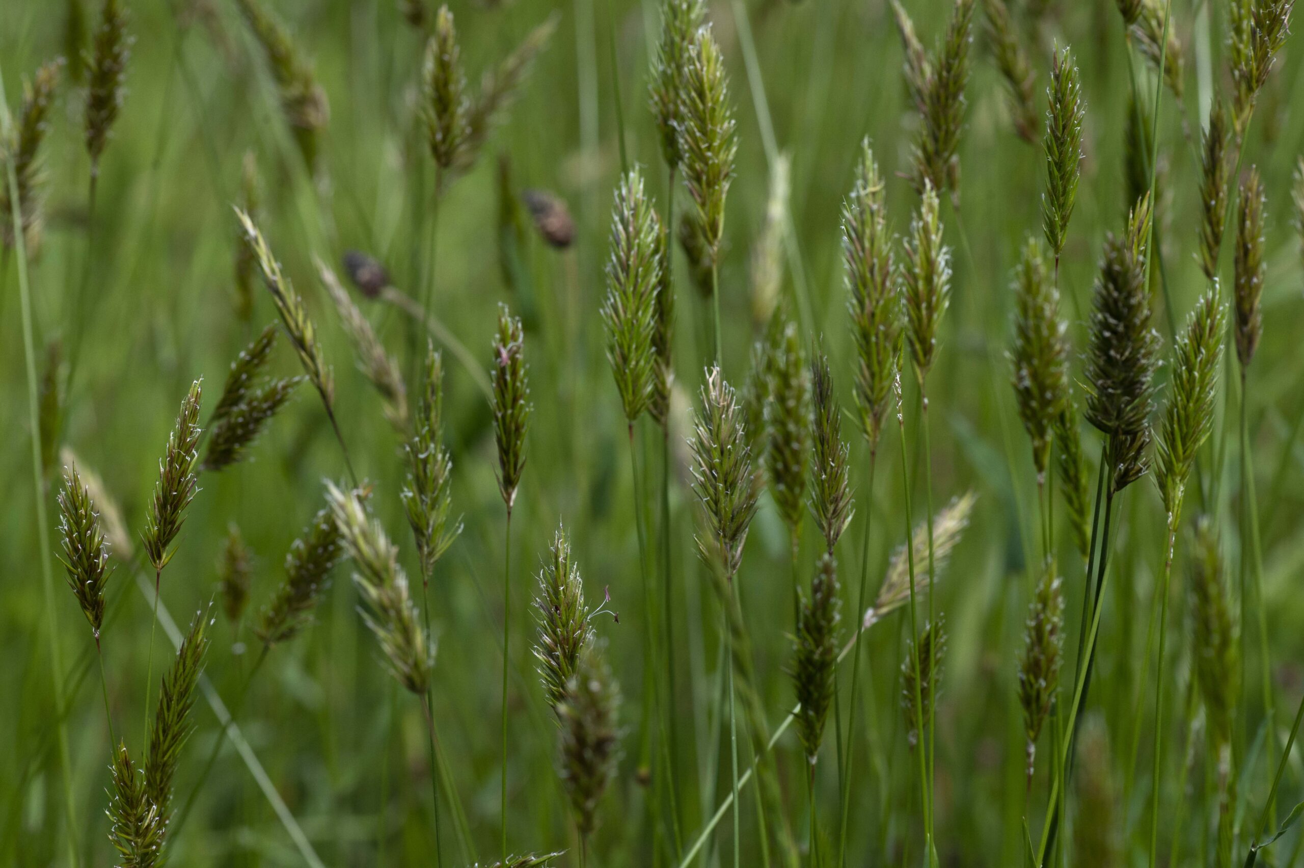 Reukgras – wat heeft dat met kaneel te maken? - Stadsplanten