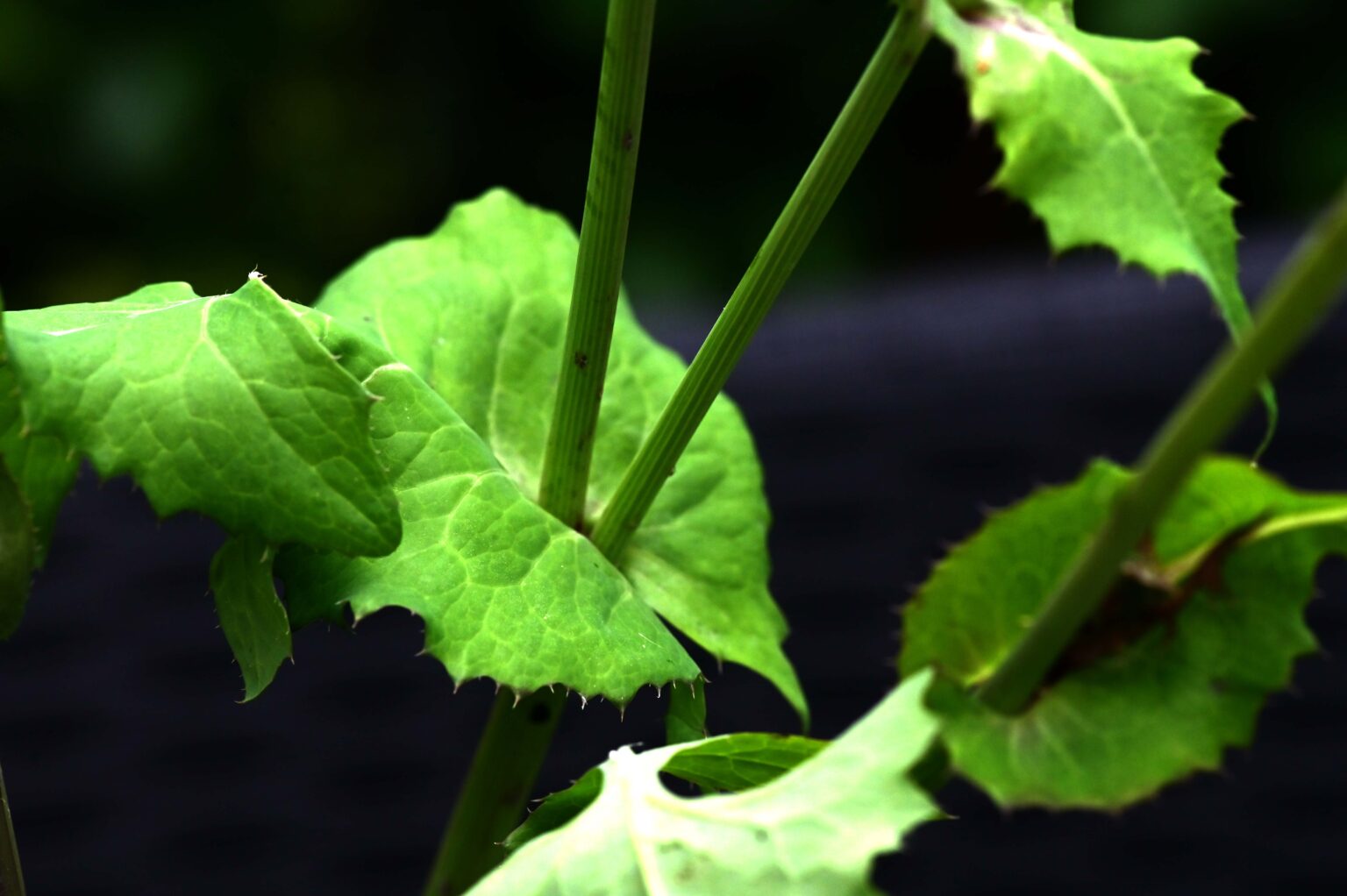 Melkdistel – ooit aanbevolen voor zogende vrouwen – Stadsplanten ...