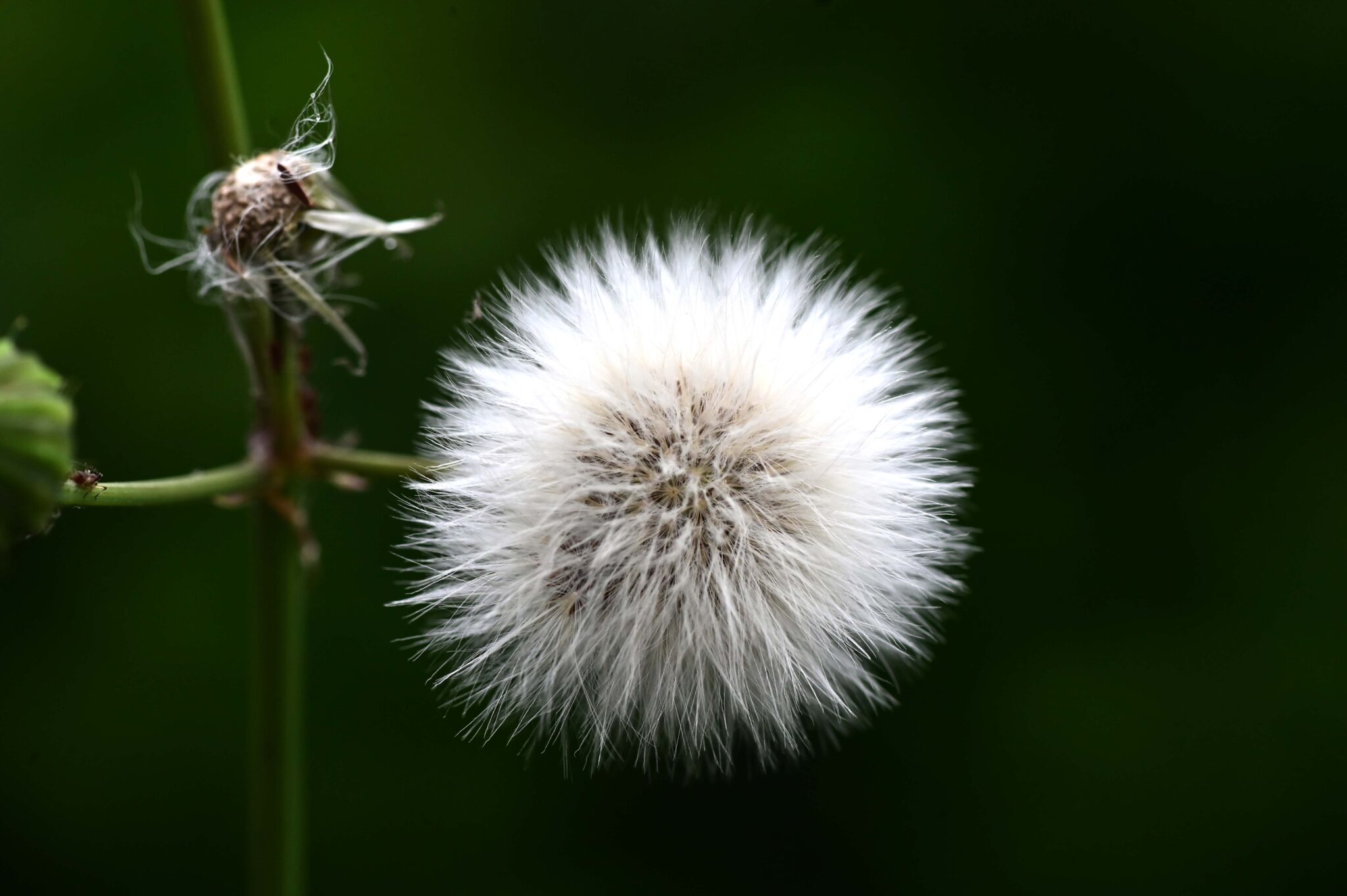 Melkdistel – ooit aanbevolen voor zogende vrouwen – Stadsplanten ...