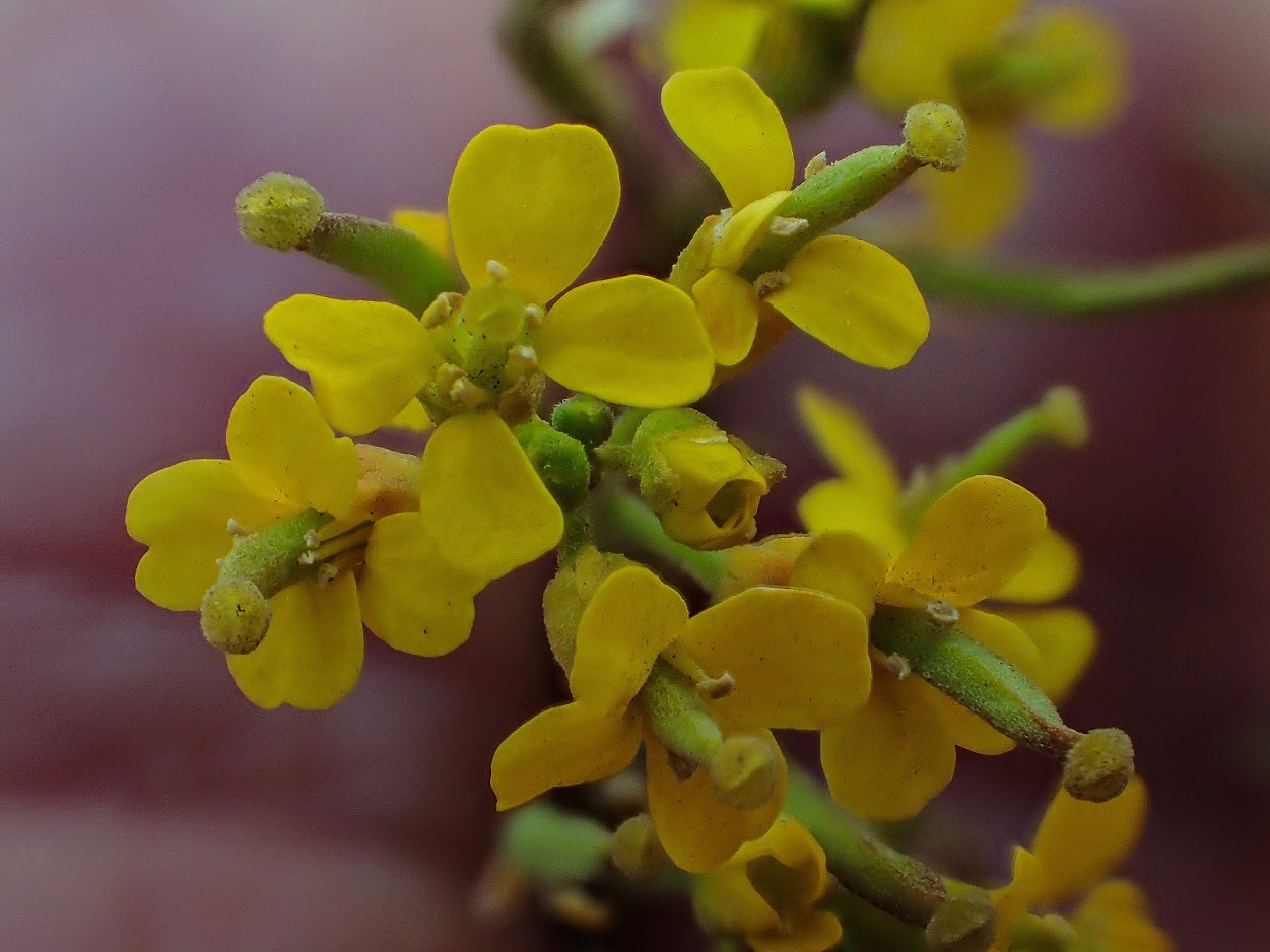 De Gewone steenraket. - Stadsplanten