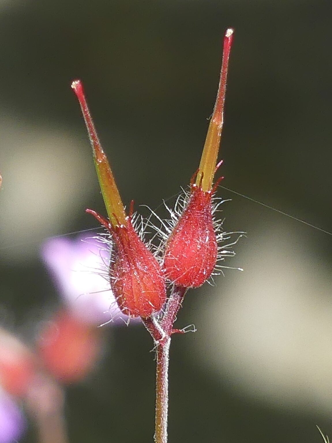 Stinkende Bob – Stadsplanten: urbane flora van Nederland