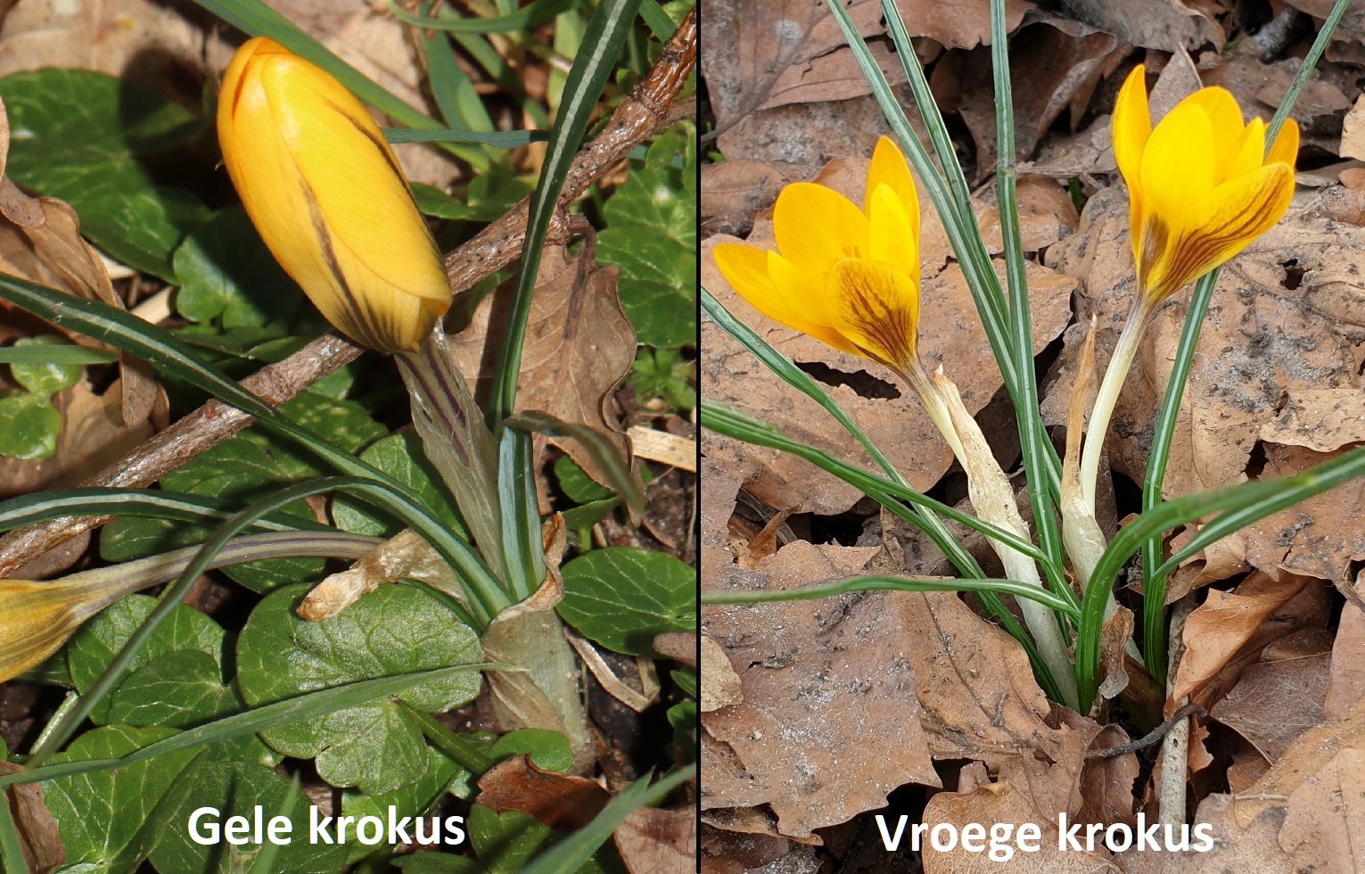 Je kan ze wel krokussen! – Stadsplanten: urbane flora van Nederland