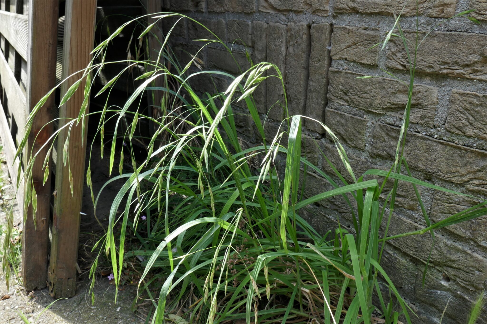 Grassen met platte bloeiaren – Stadsplanten: urbane flora van Nederland