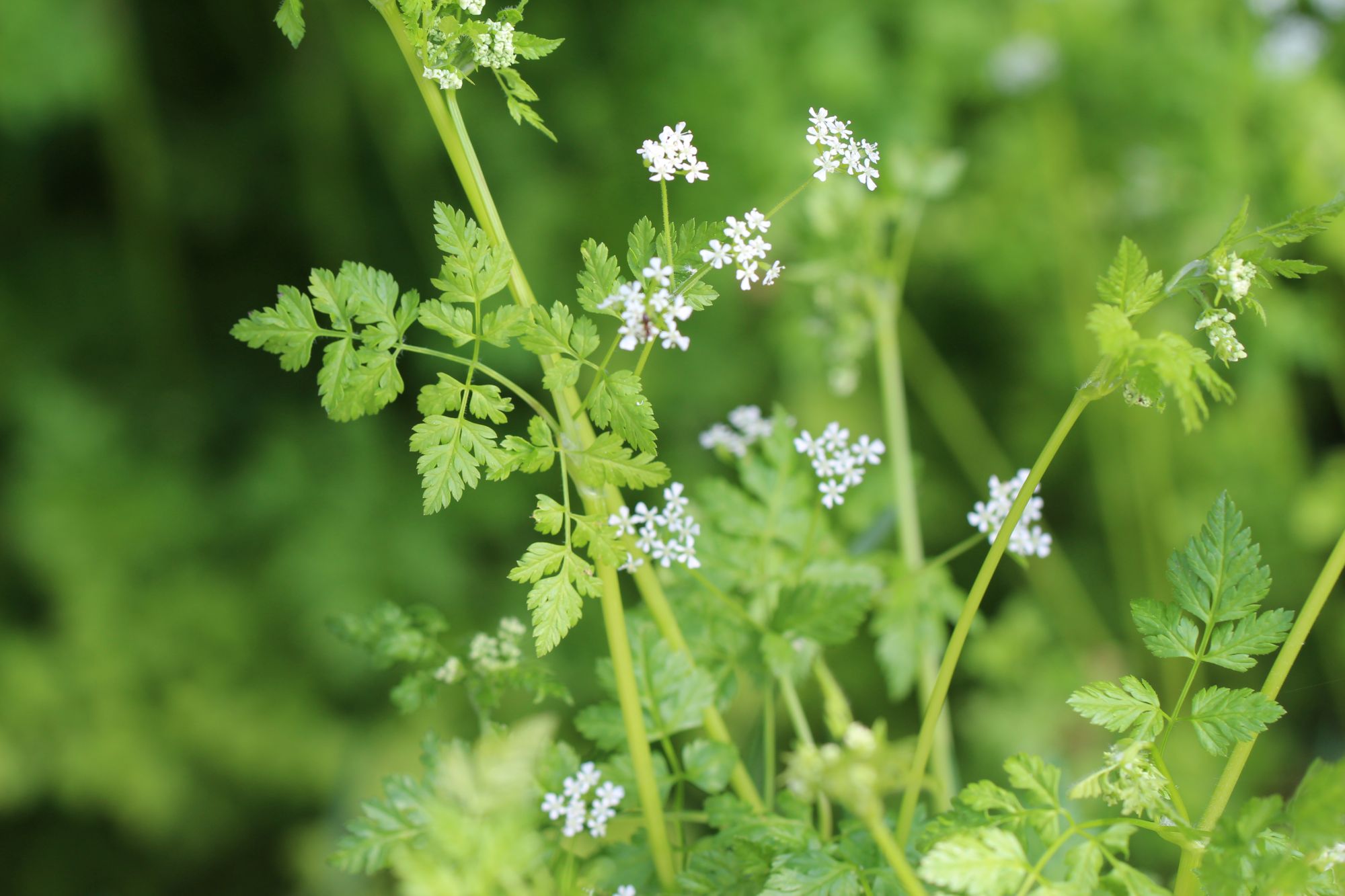 Echte kervel, is die wel zo echt? - Stadsplanten