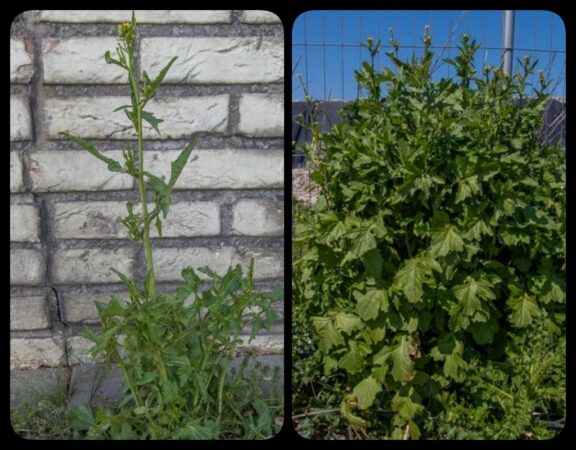 Een gewone plant, maar wel goed bij stem – Stadsplanten: urbane flora ...