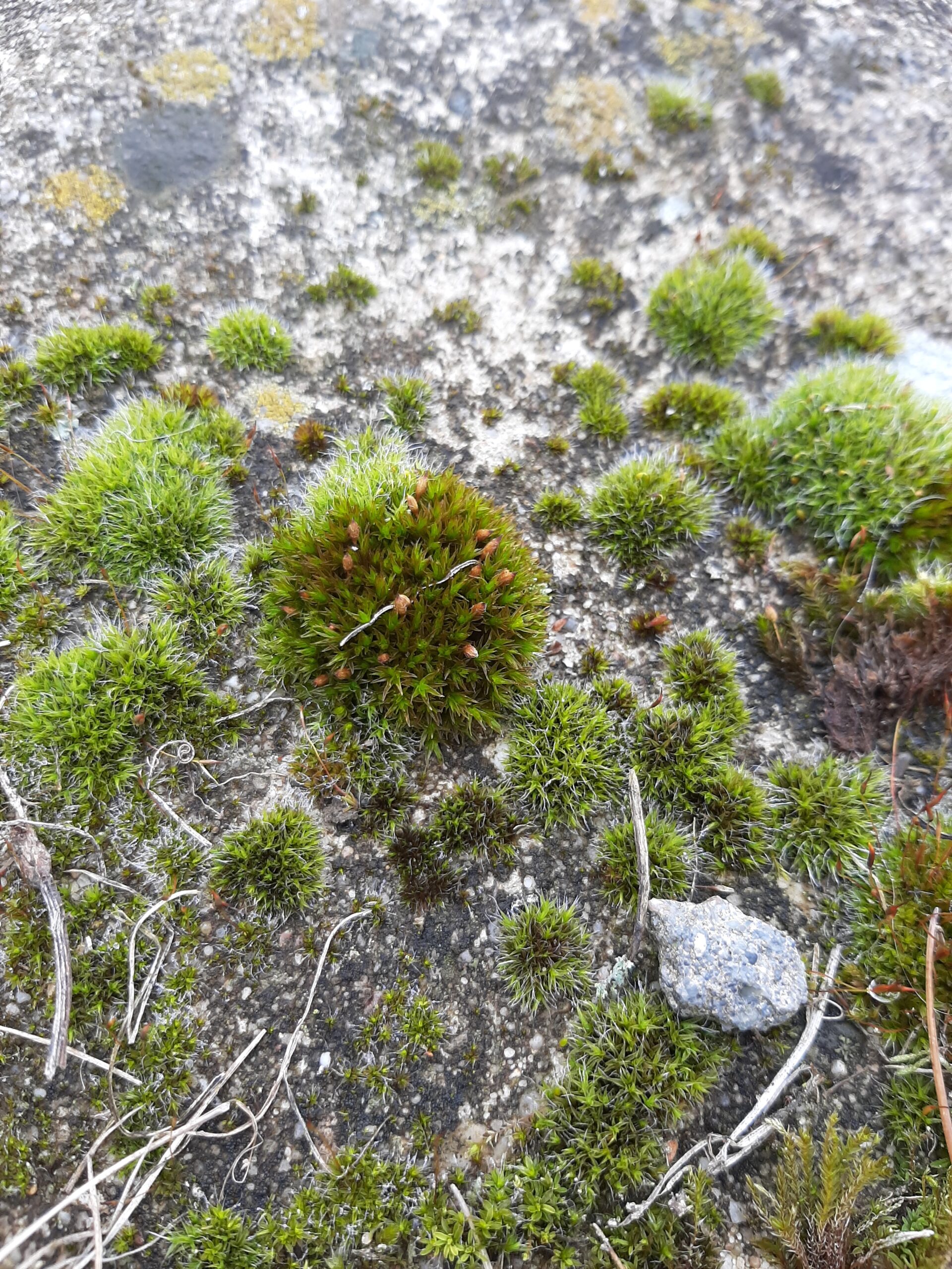 Het Gewoon muursterretje – Stadsplanten: urbane flora van Nederland