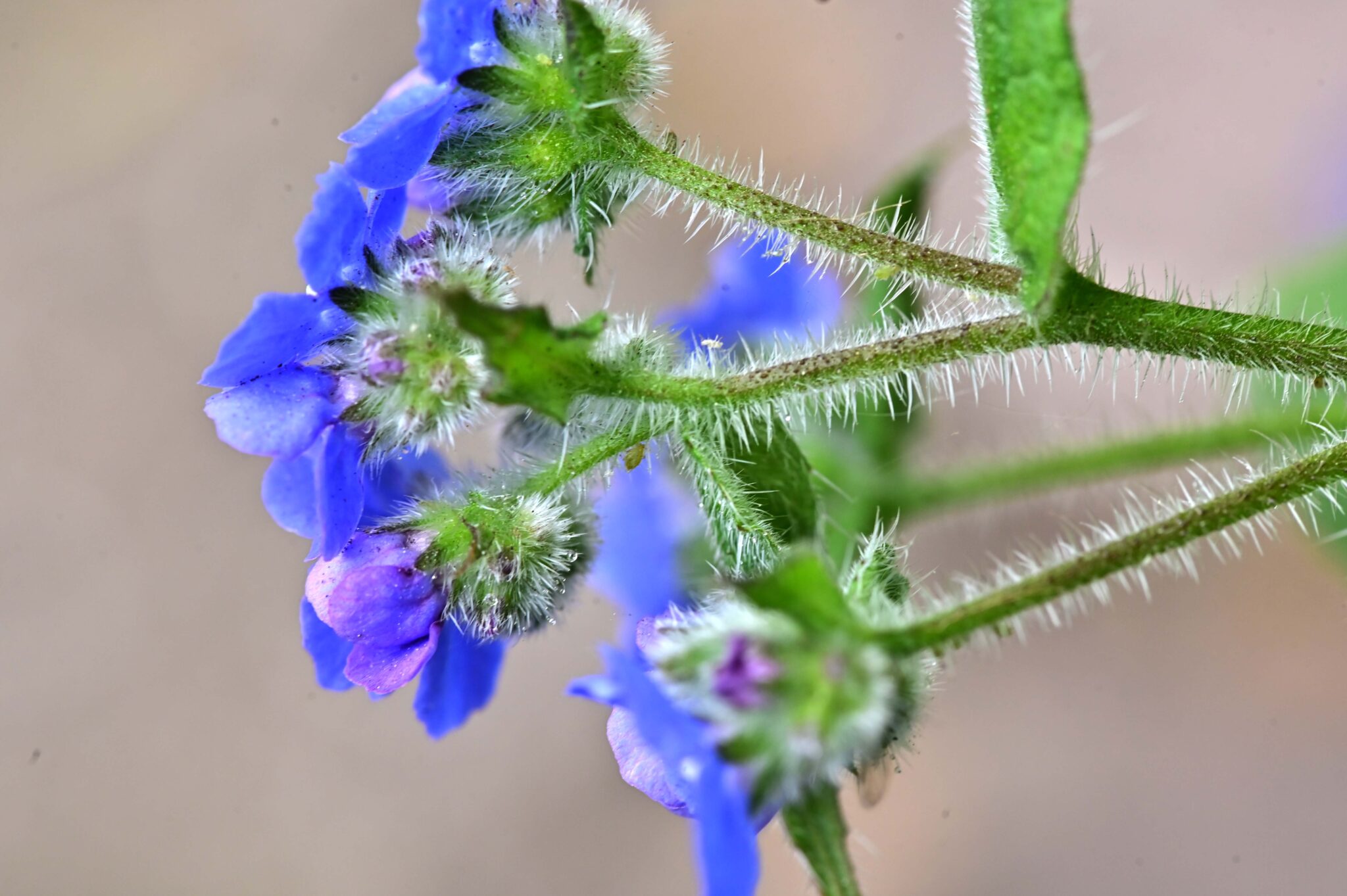 Overblijvende ossentong – voor haar- en huidversieringen – Stadsplanten ...