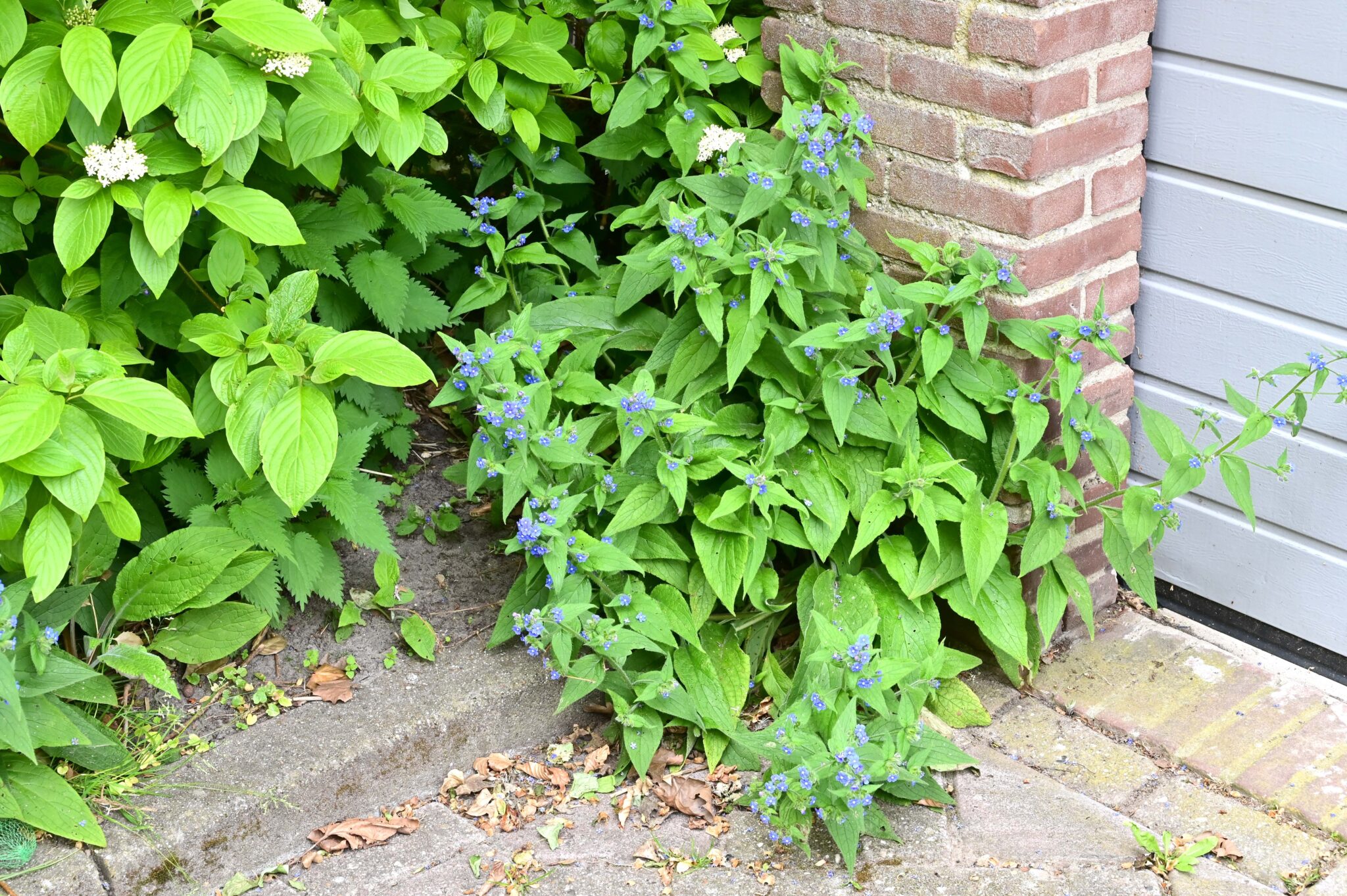 Overblijvende ossentong – voor haar- en huidversieringen – Stadsplanten ...