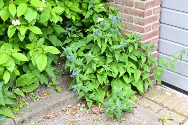 Overblijvende ossentong – voor haar- en huidversieringen – Stadsplanten ...