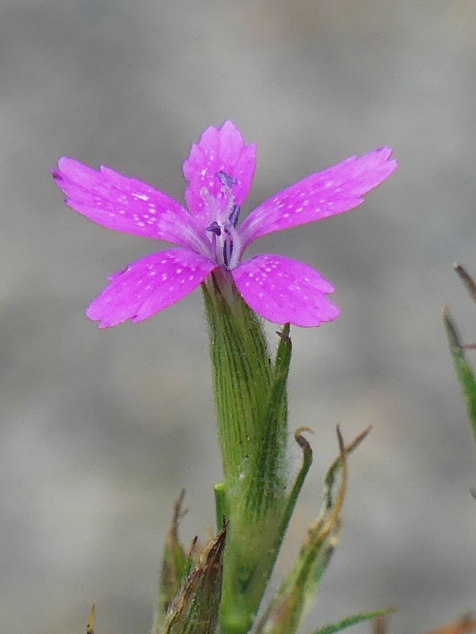Een ruige ontsnapper – Stadsplanten: urbane flora van Nederland