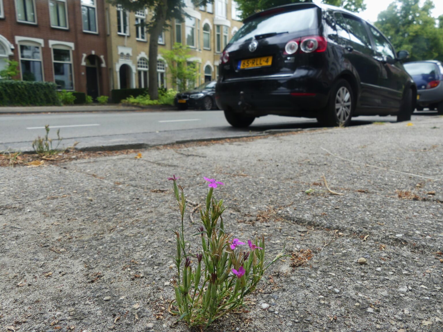 Een ruige ontsnapper – Stadsplanten: urbane flora van Nederland