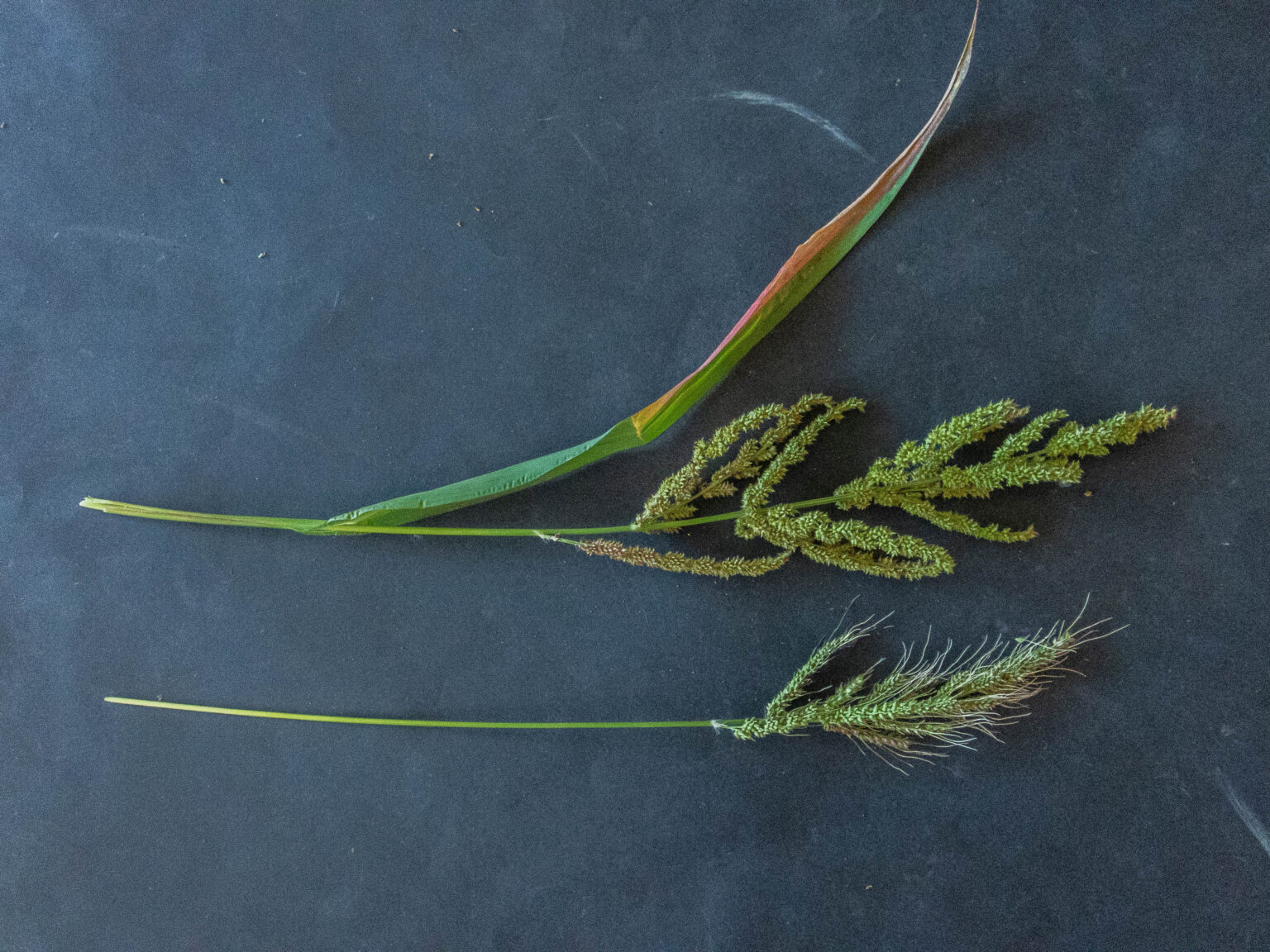 Dit gras is moeilijk leesbaar maar goed te herkennen. – Stadsplanten ...