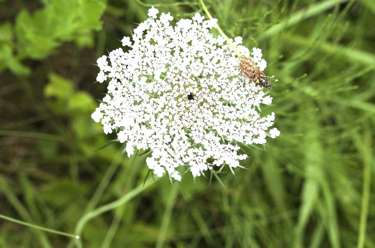 Peen – Vogelnestjes in de berm – Stadsplanten: urbane flora van Nederland