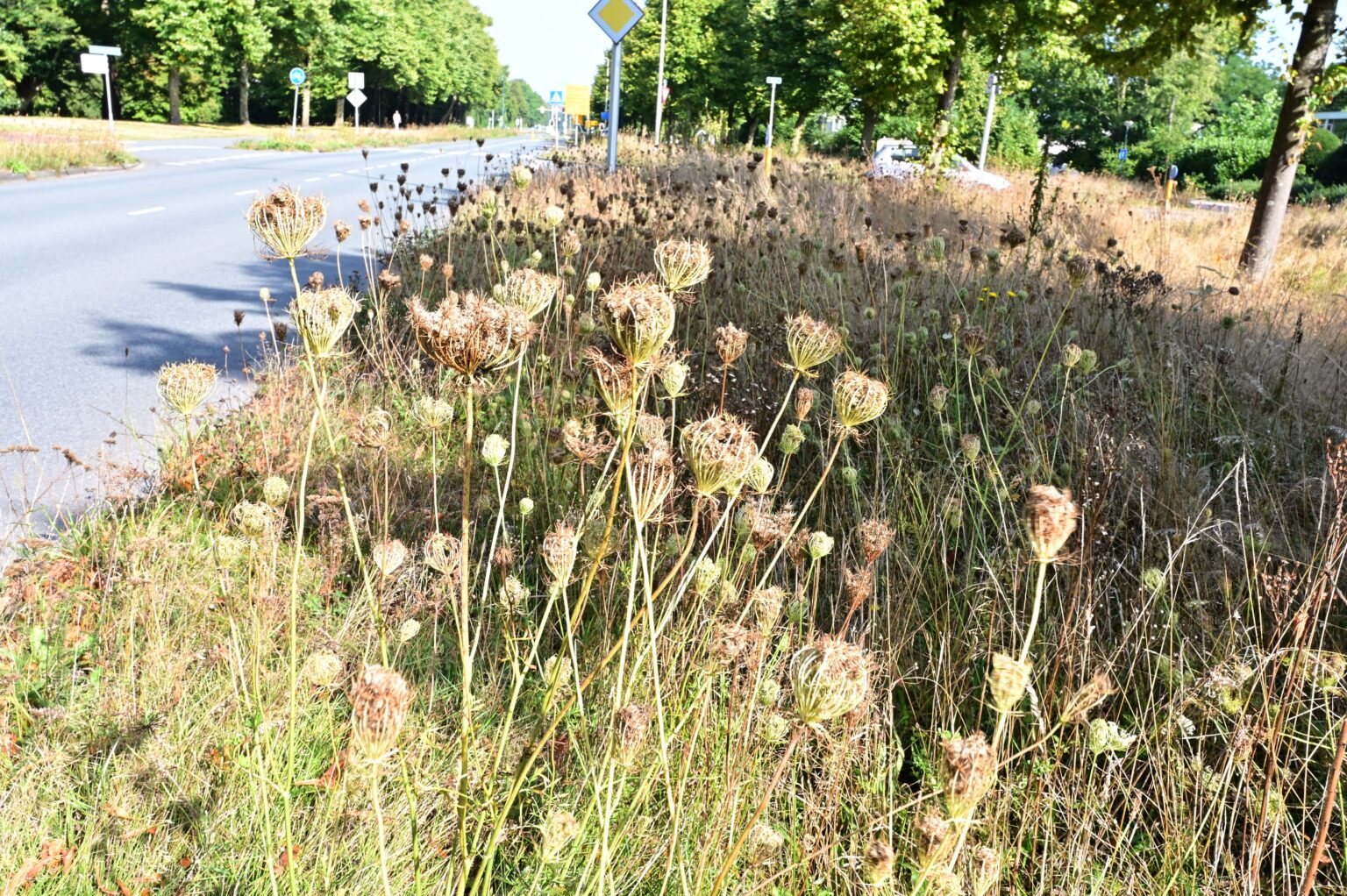 Peen – Vogelnestjes in de berm – Stadsplanten: urbane flora van Nederland