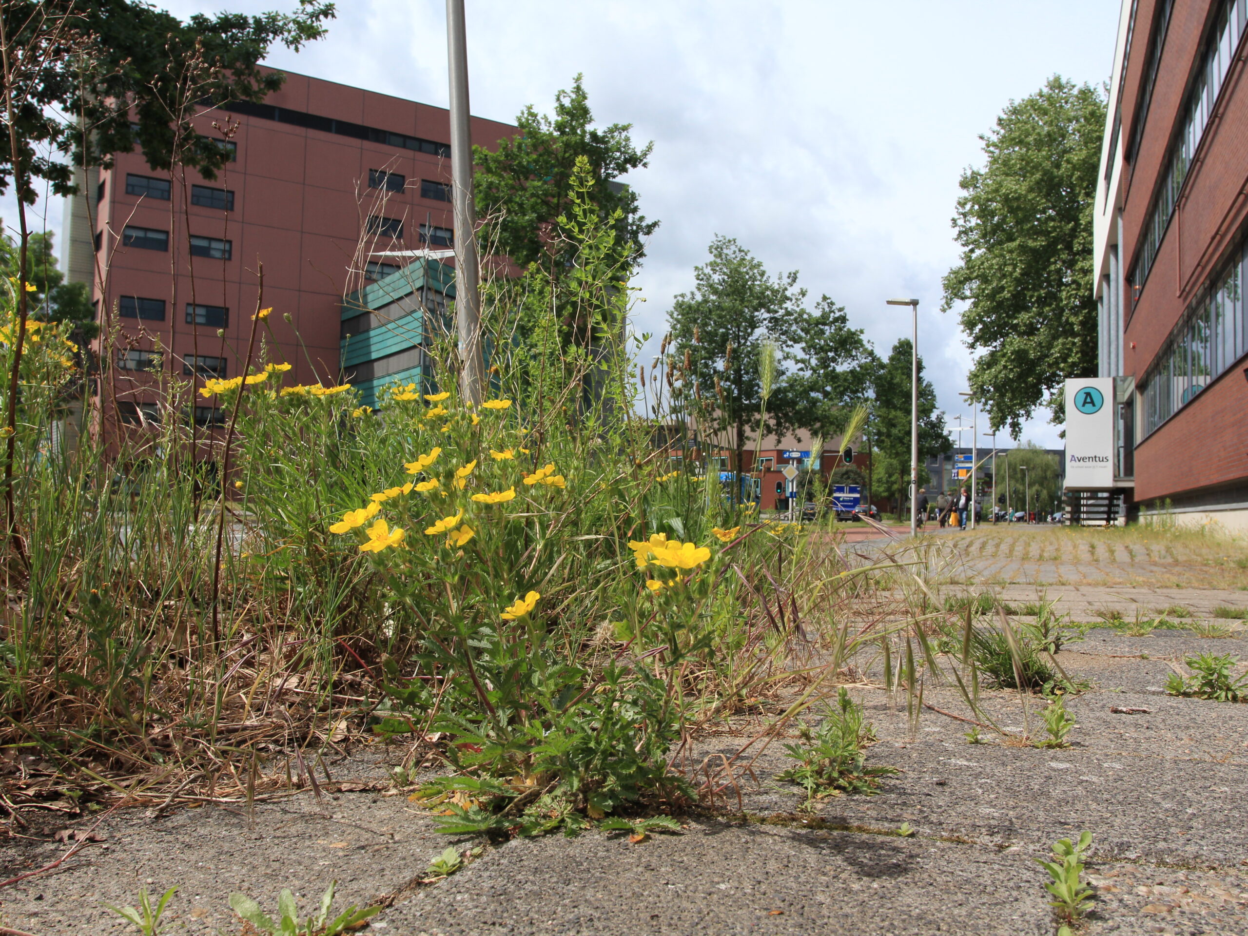 Rechte ganzerik op de dijk - Stadsplanten
