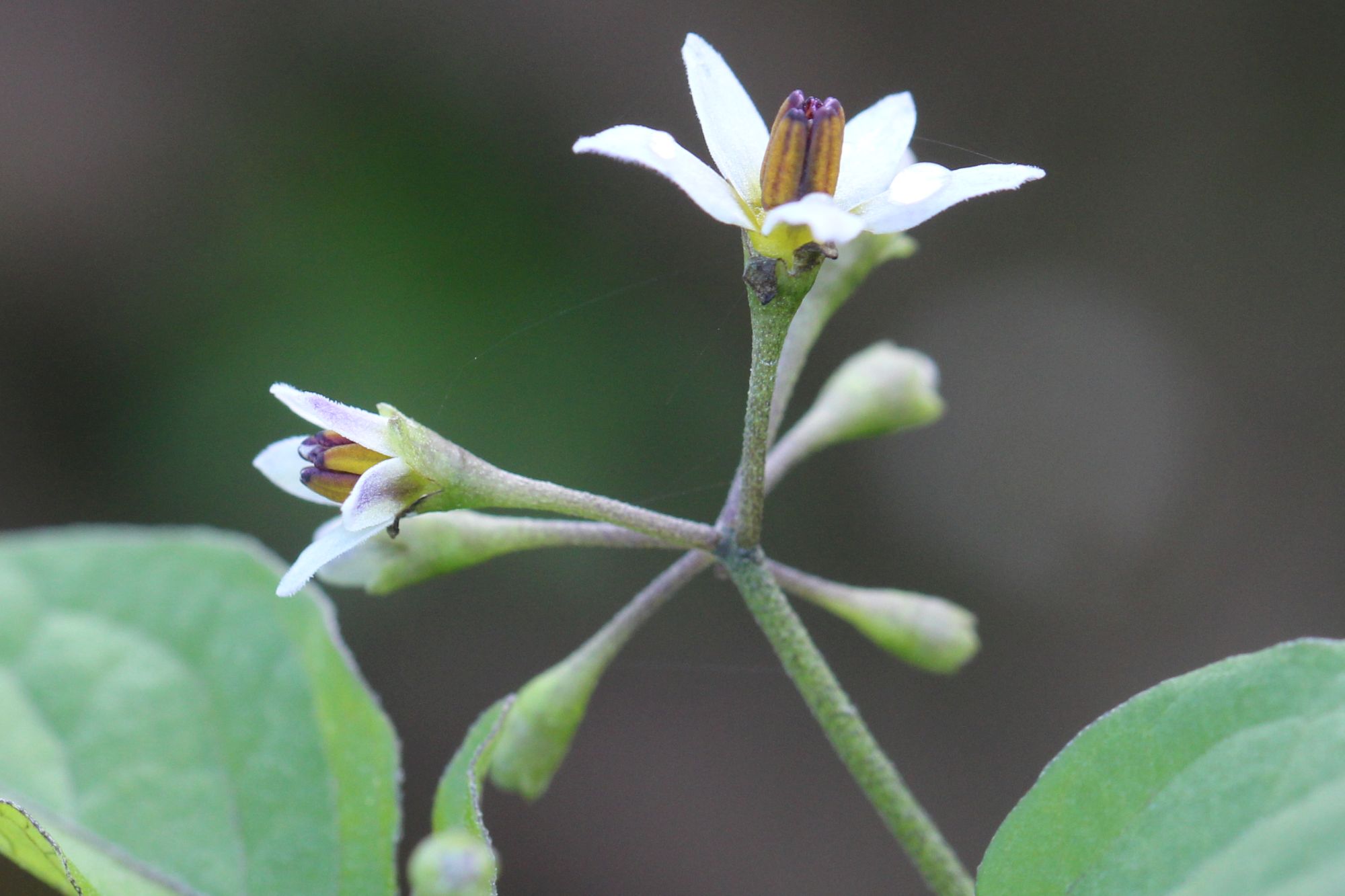 Ruwe nachtschade - Solanum scabrum - Stadsplanten