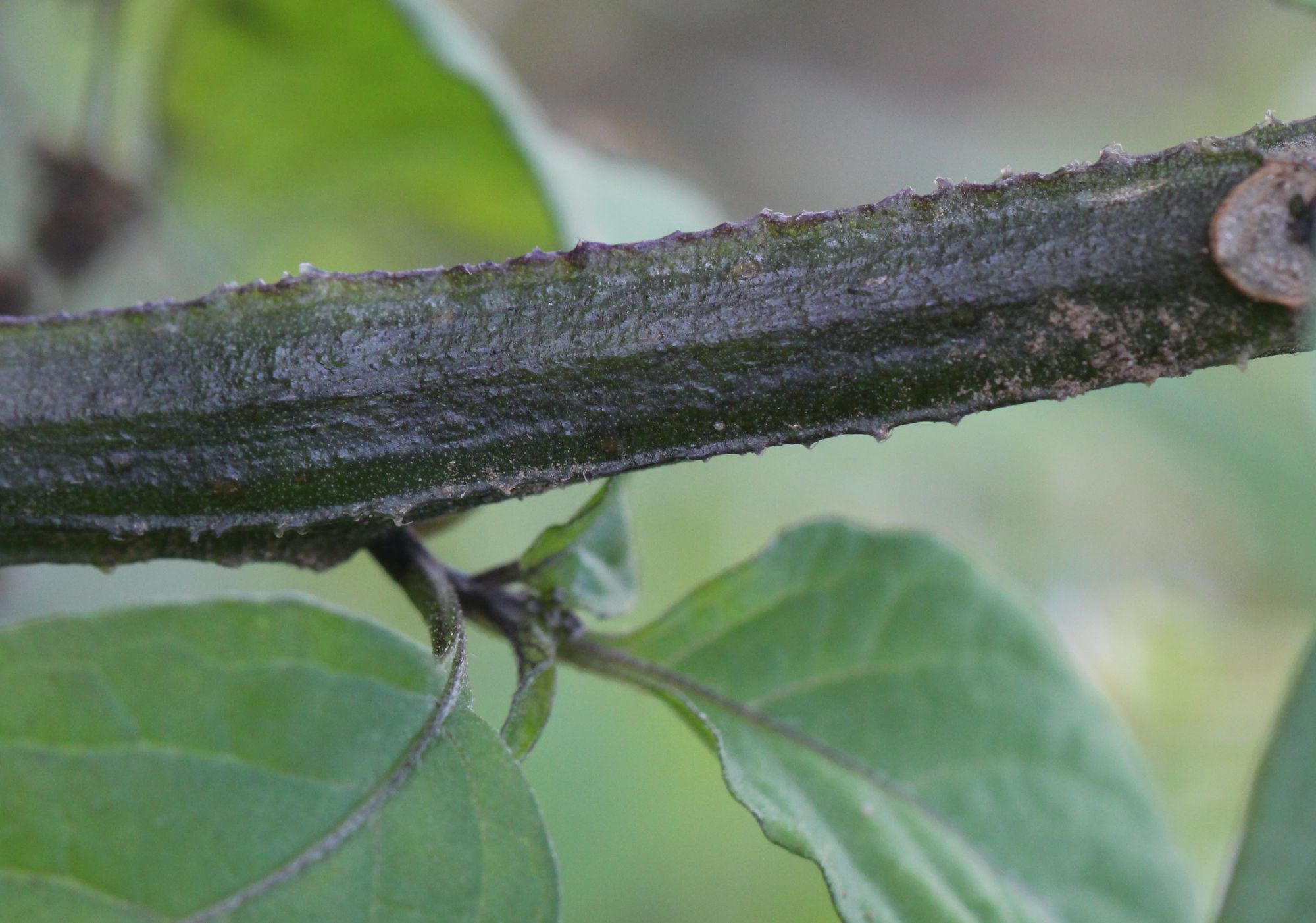 Ruwe nachtschade – Solanum scabrum – Stadsplanten: urbane flora van ...