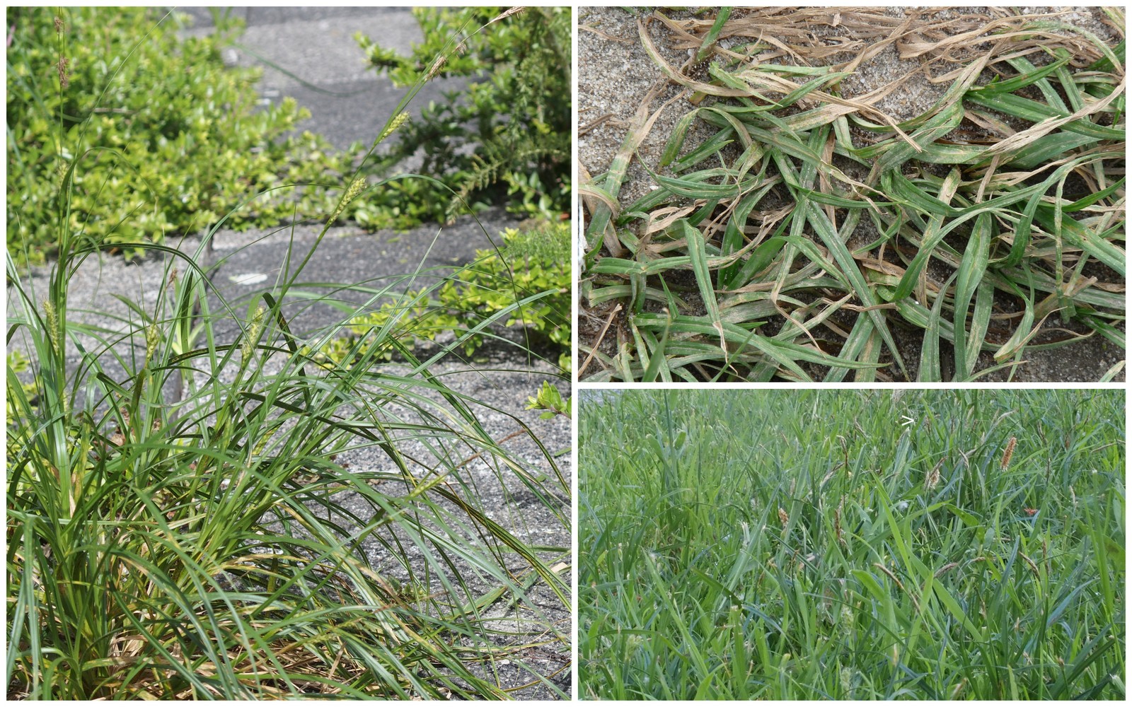 De meest stadse zegge – Stadsplanten: urbane flora van Nederland
