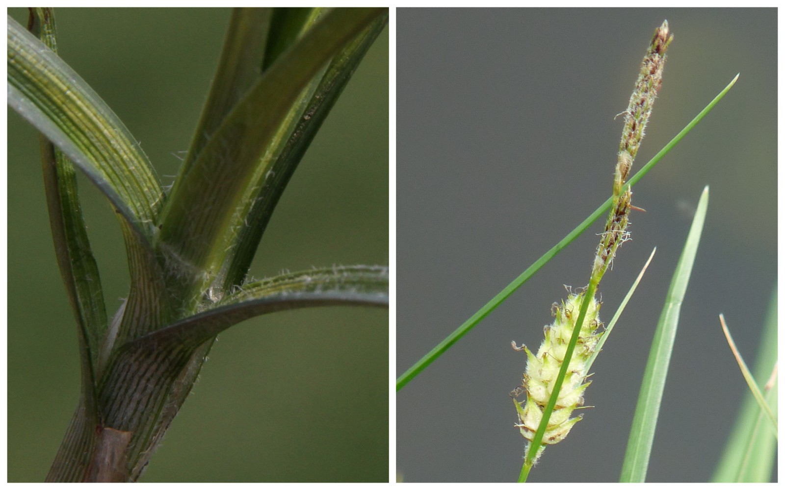 De meest stadse zegge – Stadsplanten: urbane flora van Nederland