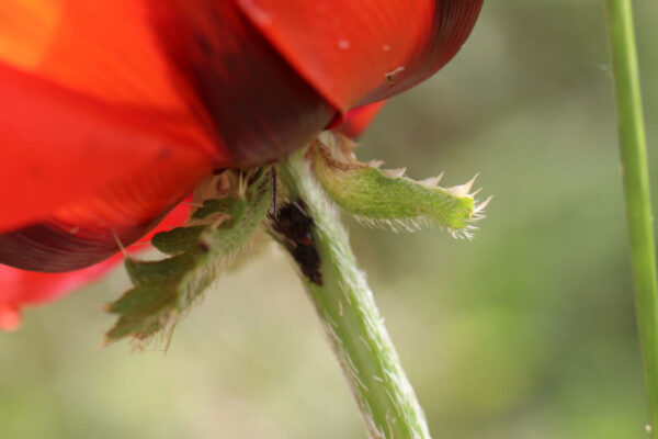Reusachtige klaprozen – Stadsplanten: urbane flora van Nederland