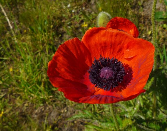 Reusachtige klaprozen – Stadsplanten: urbane flora van Nederland