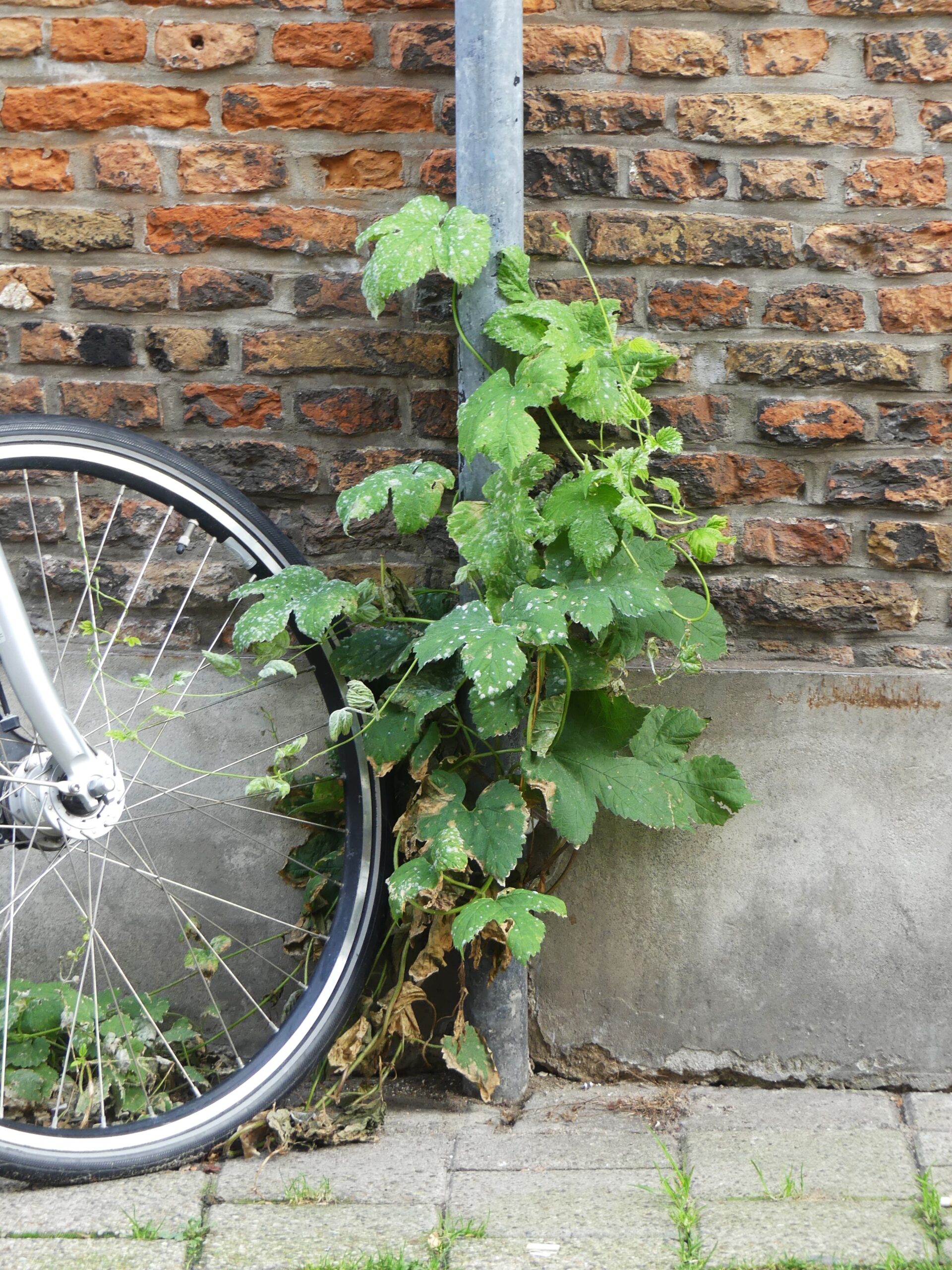 Een melige hop – Stadsplanten: urbane flora van Nederland
