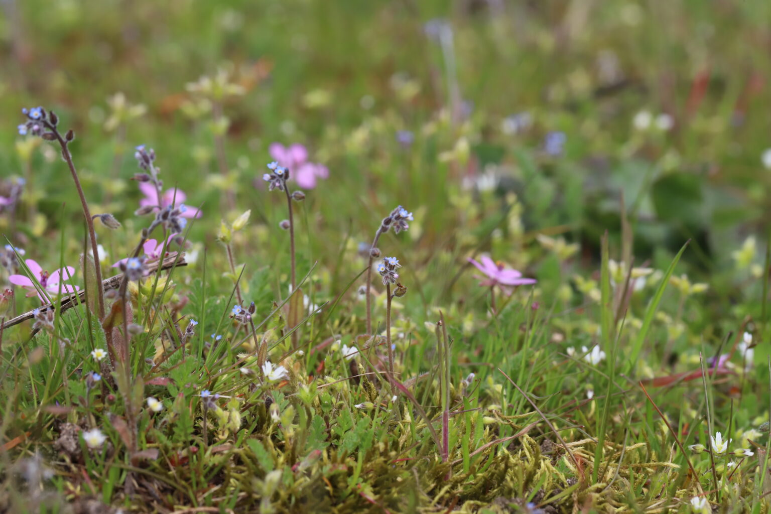Een schrale berm, deel 1 – Stadsplanten: urbane flora van Nederland