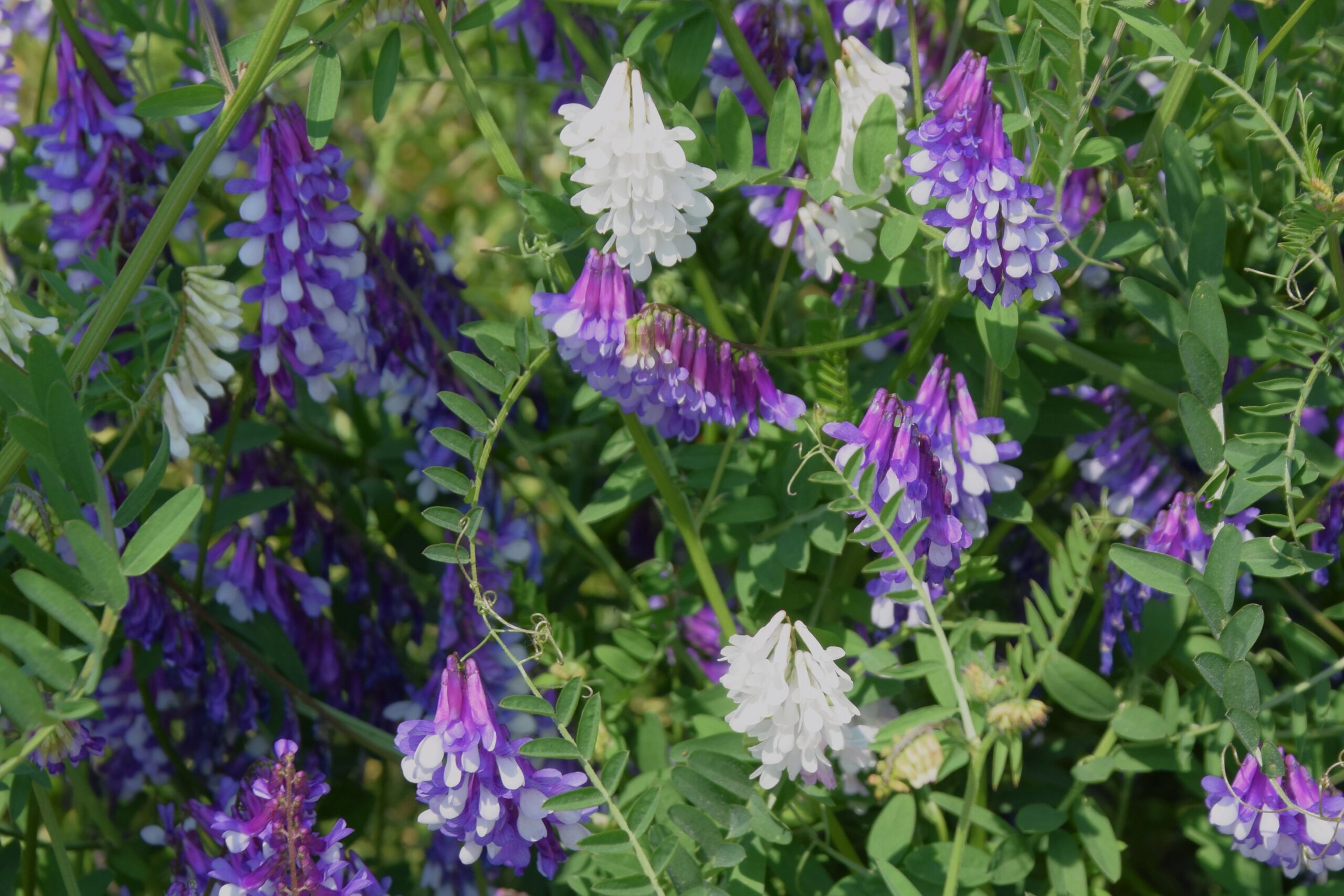 Woekerende wikkes - Stadsplanten