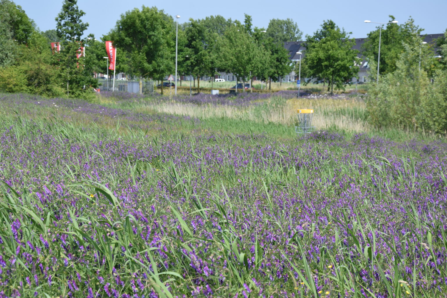 Woekerende wikkes – Stadsplanten: urbane flora van Nederland