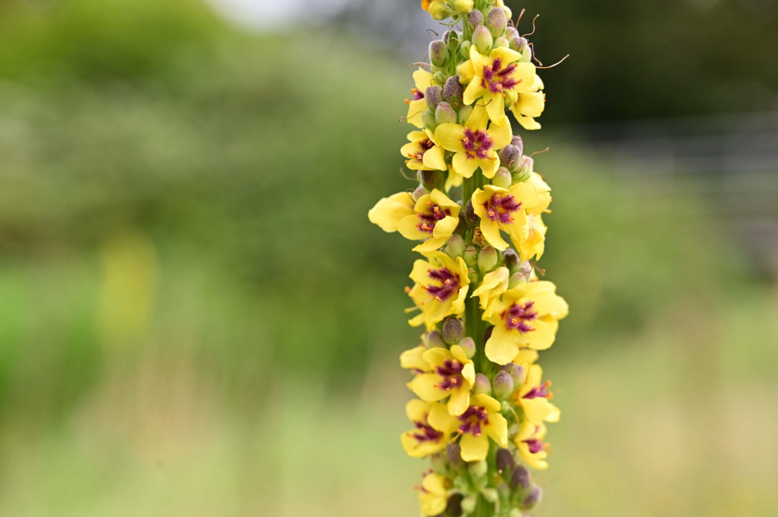 Zwarte toorts – Omhoogstaande stelen met heldergele bloemen ...