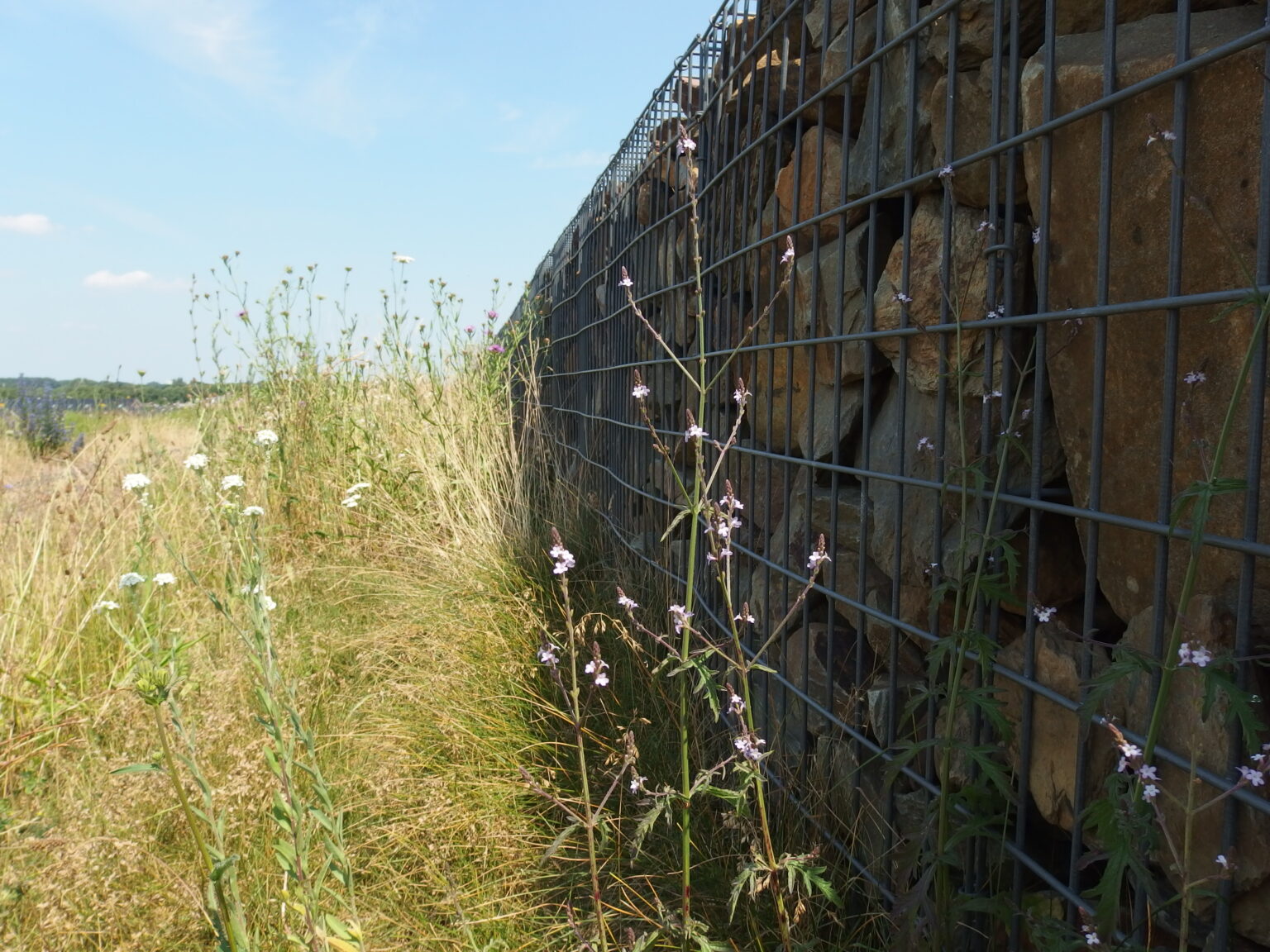 Keihard door: ijzerhard – Stadsplanten: urbane flora van Nederland
