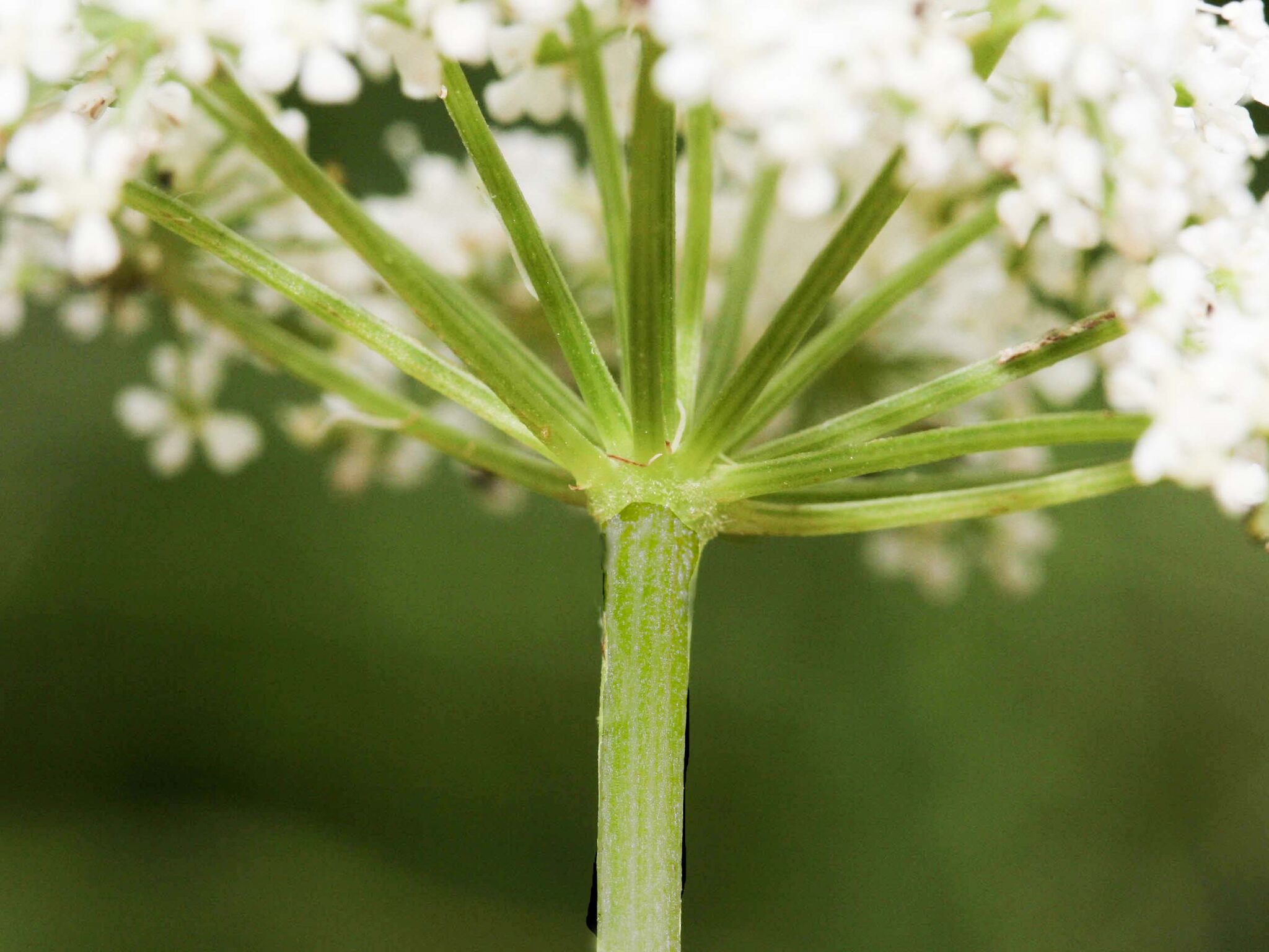 Zevenblad – Tuinmansverdriet – Stadsplanten: urbane flora van Nederland