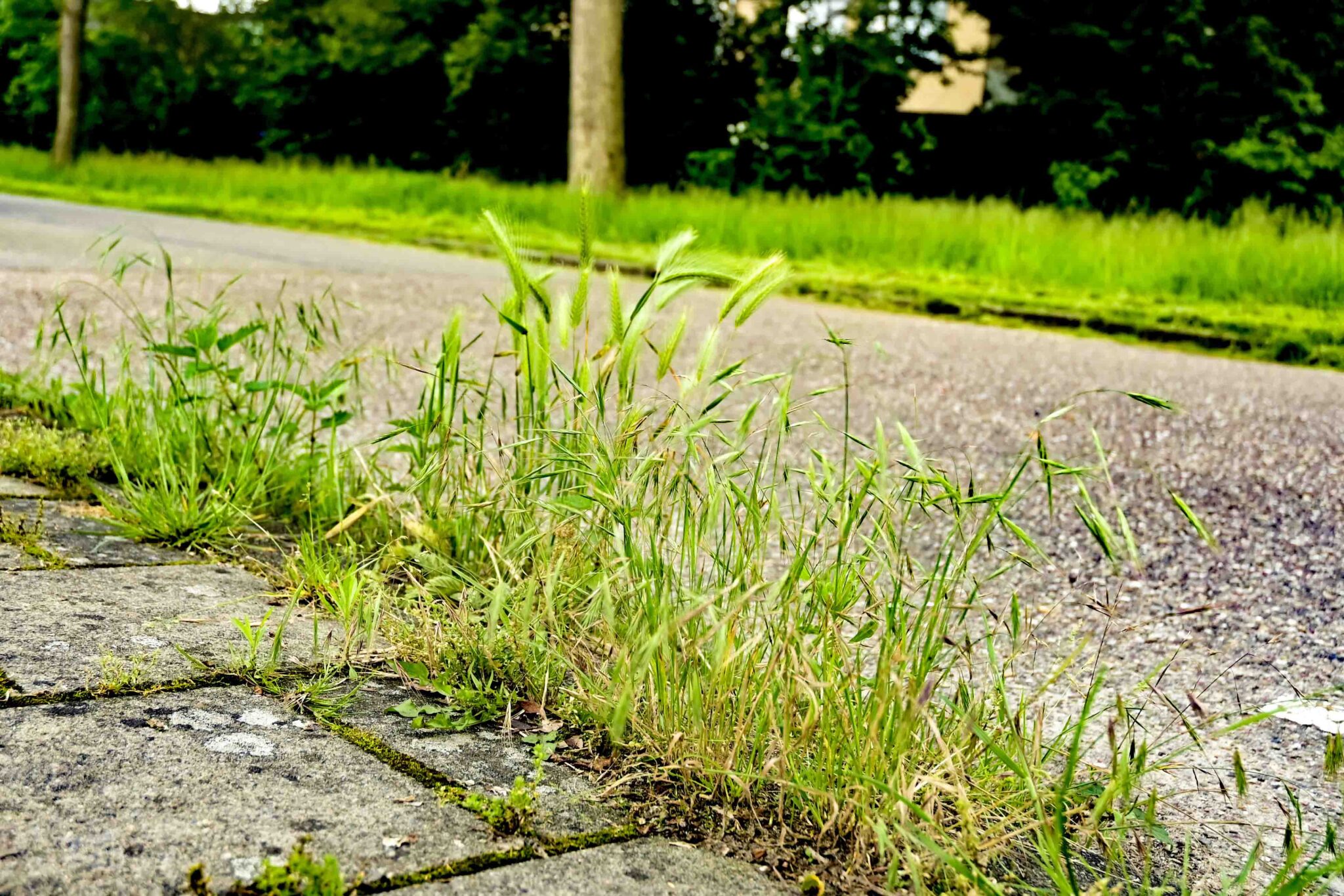 IJle dravik – een gras met een diepe buiging – Stadsplanten: urbane ...
