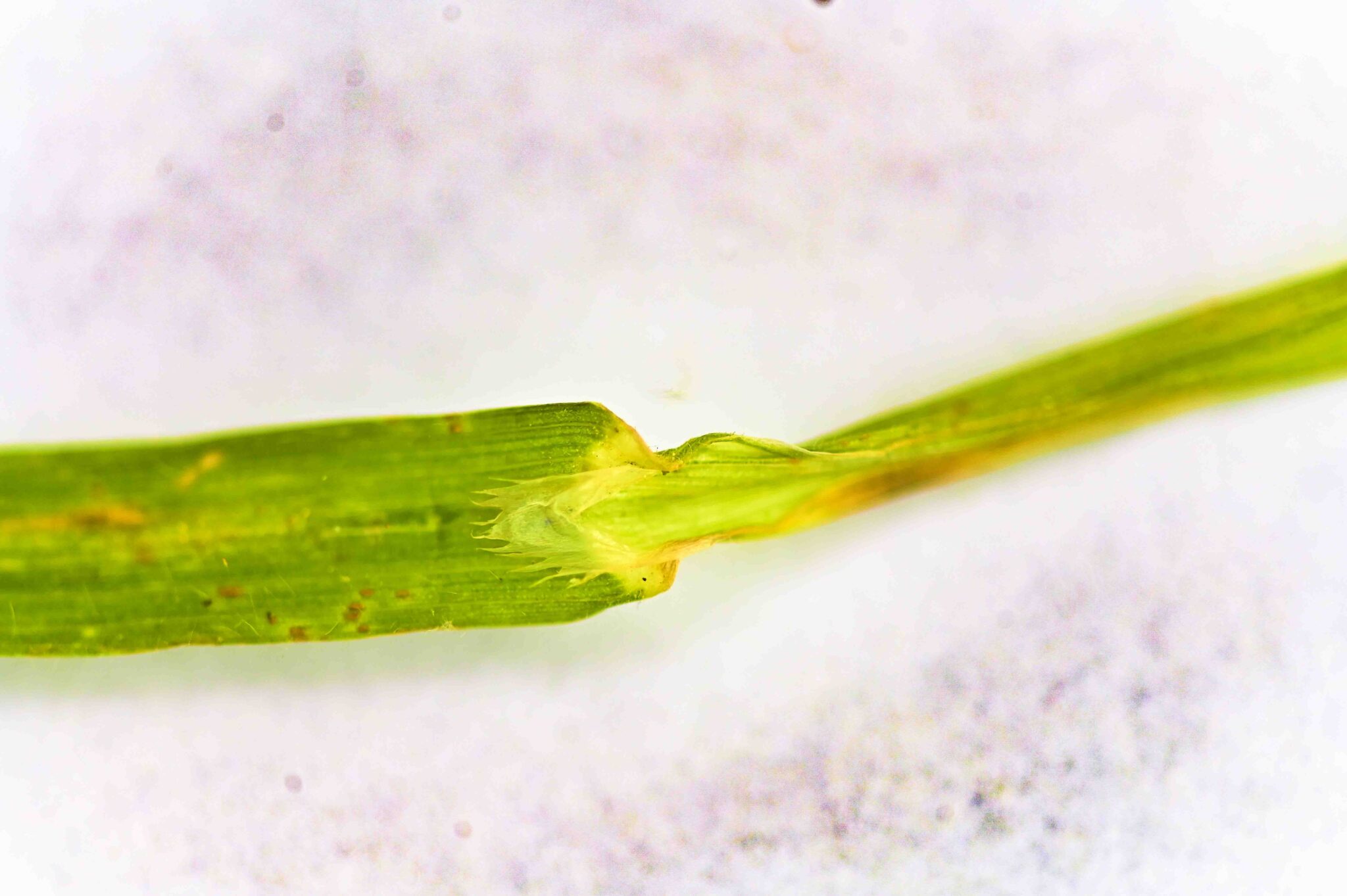 IJle dravik – een gras met een diepe buiging – Stadsplanten: urbane ...