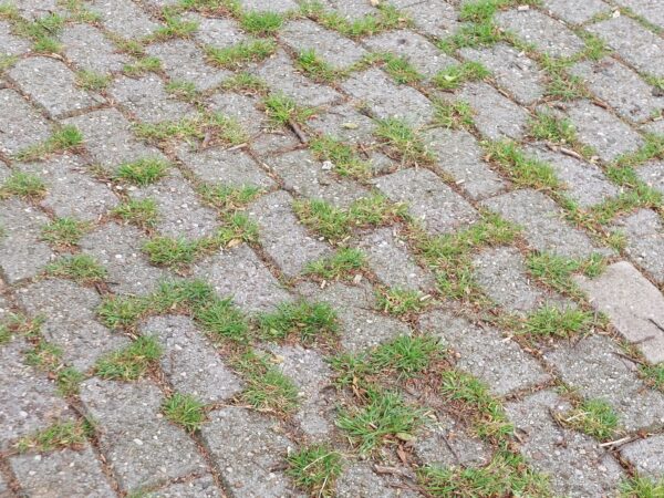 Tussen de straatstenen – Stadsplanten: urbane flora van Nederland