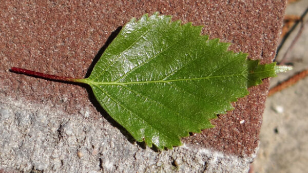 Ruw en zacht – Stadsplanten: urbane flora van Nederland