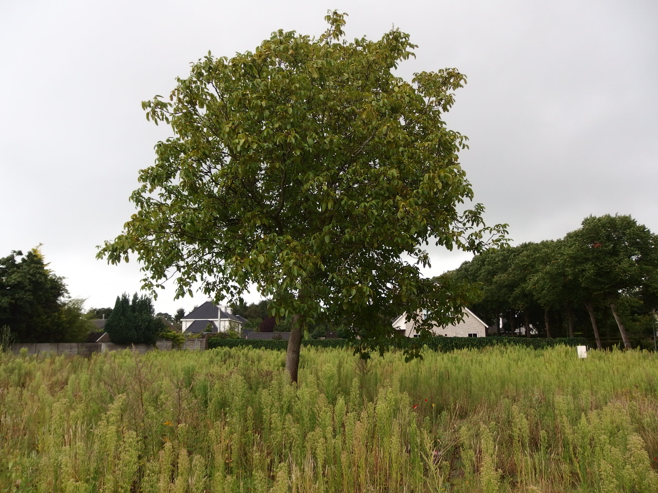 Okkernoot - Stadsplanten